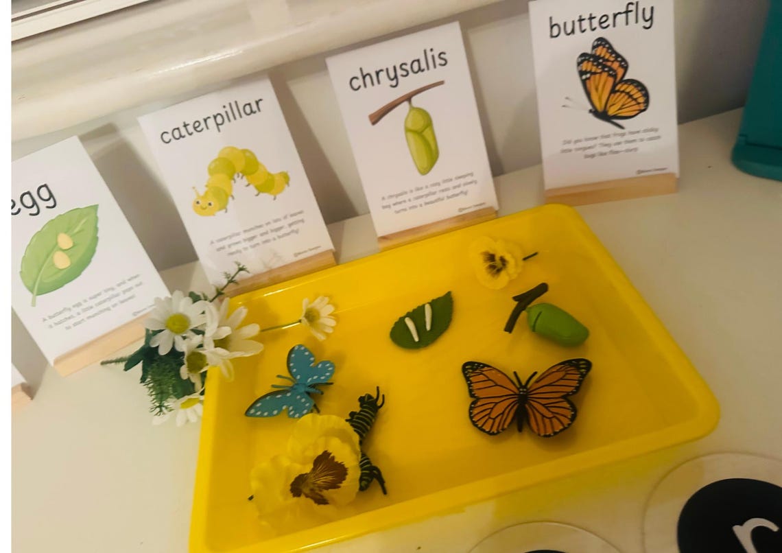 Butterfly Life Cycle Cards | A6 Printable Flashcards | Nature Study ...