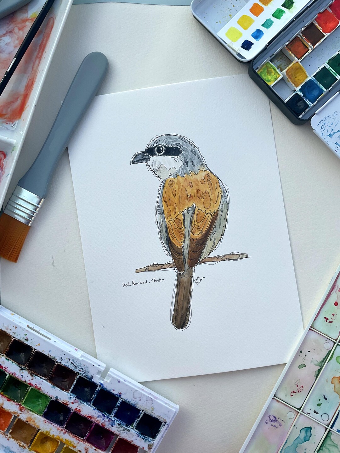 Red-backed Shrike Bird Watercolor, Original Painting, by Jinda Ibrahim ...