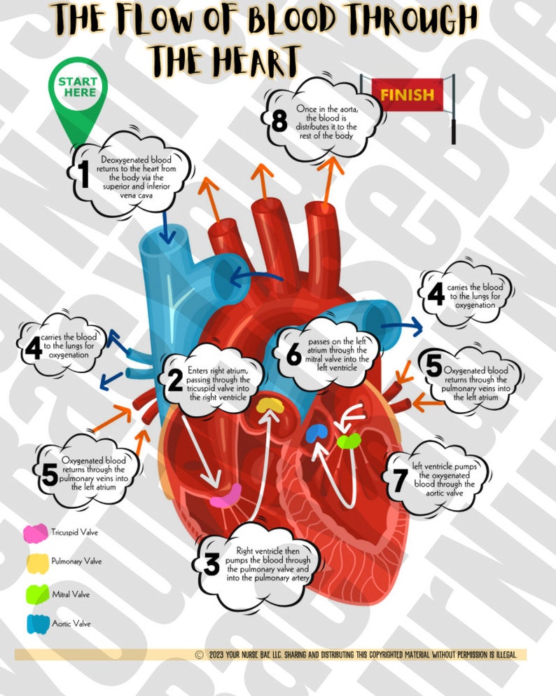 Cardiac Nursing Study Guide: Med Surg I/II Notes (digital Download) - Etsy