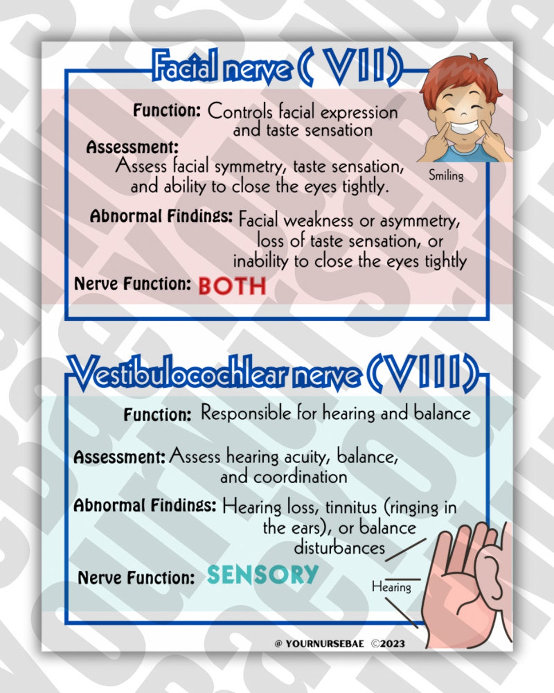 Cranial Nerves Study Guide for Nursing Students - Etsy