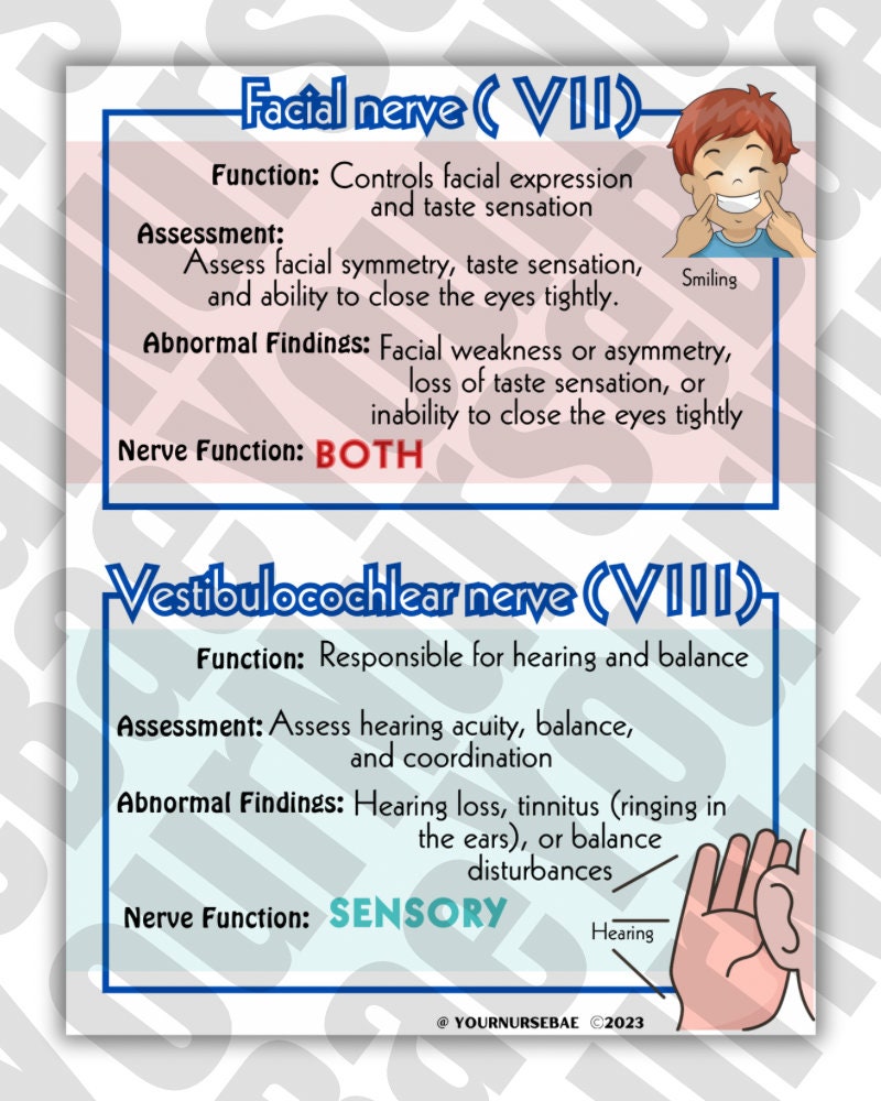 Cranial Nerves Study Guide for Nursing Students - Etsy