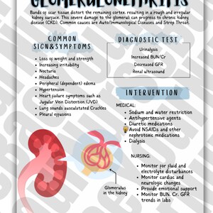 Urinary System/ Renal Study Guide, Med-surg I/II Genitourinary Bundle ...