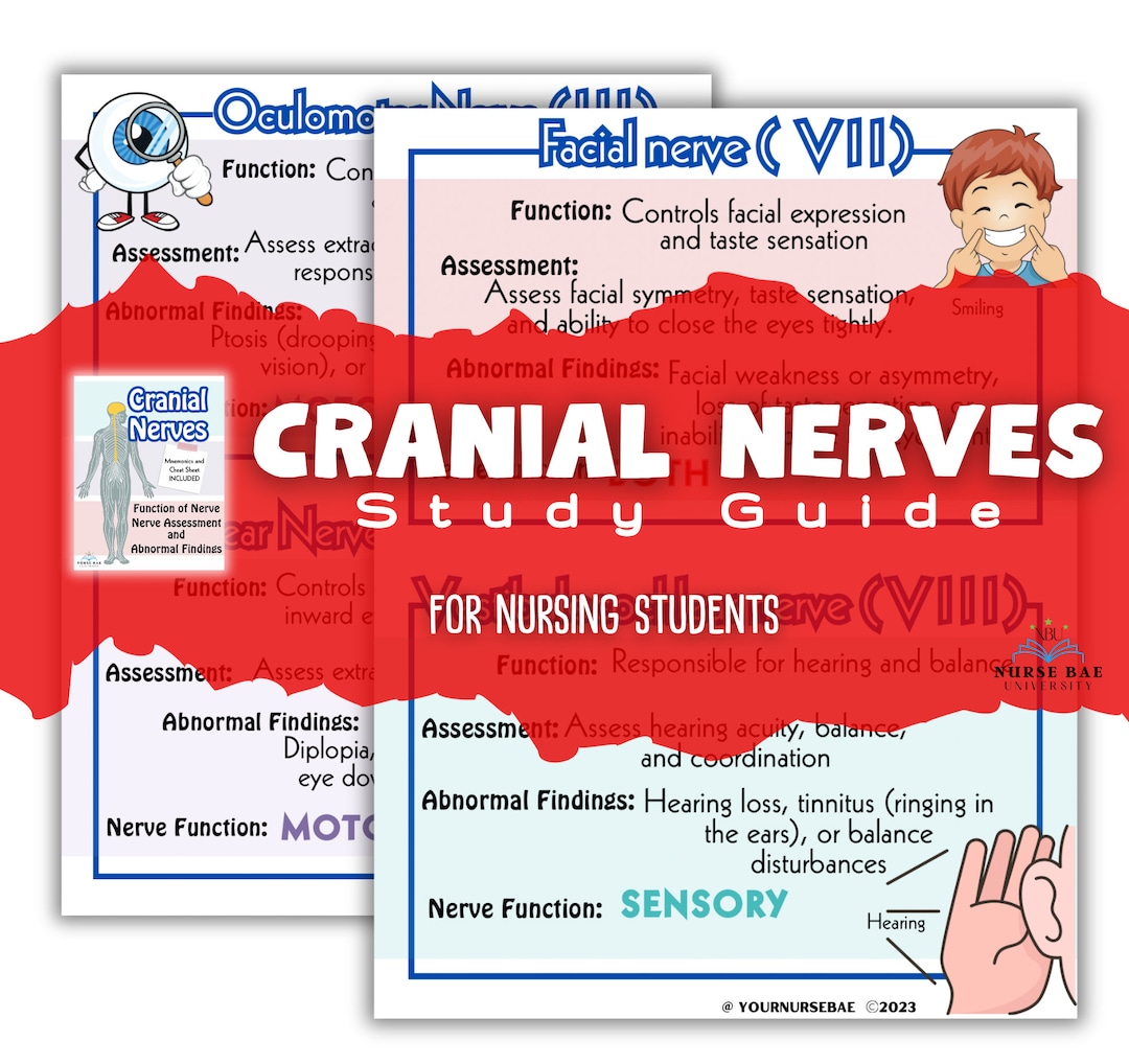 Cranial Nerves Study Guide for Nursing Students - Etsy