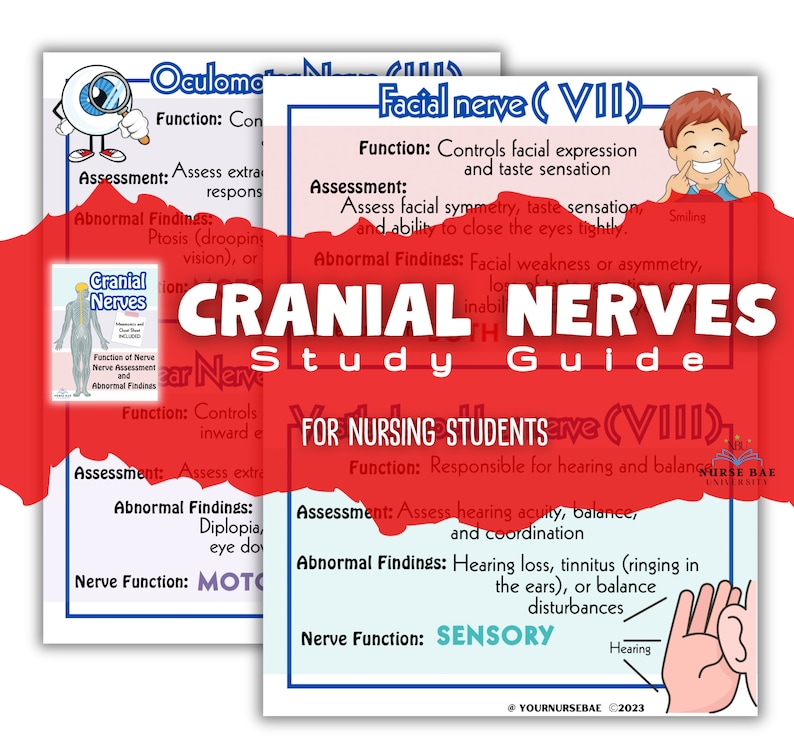 Cranial Nerves Study Guide for Nursing Students - Etsy