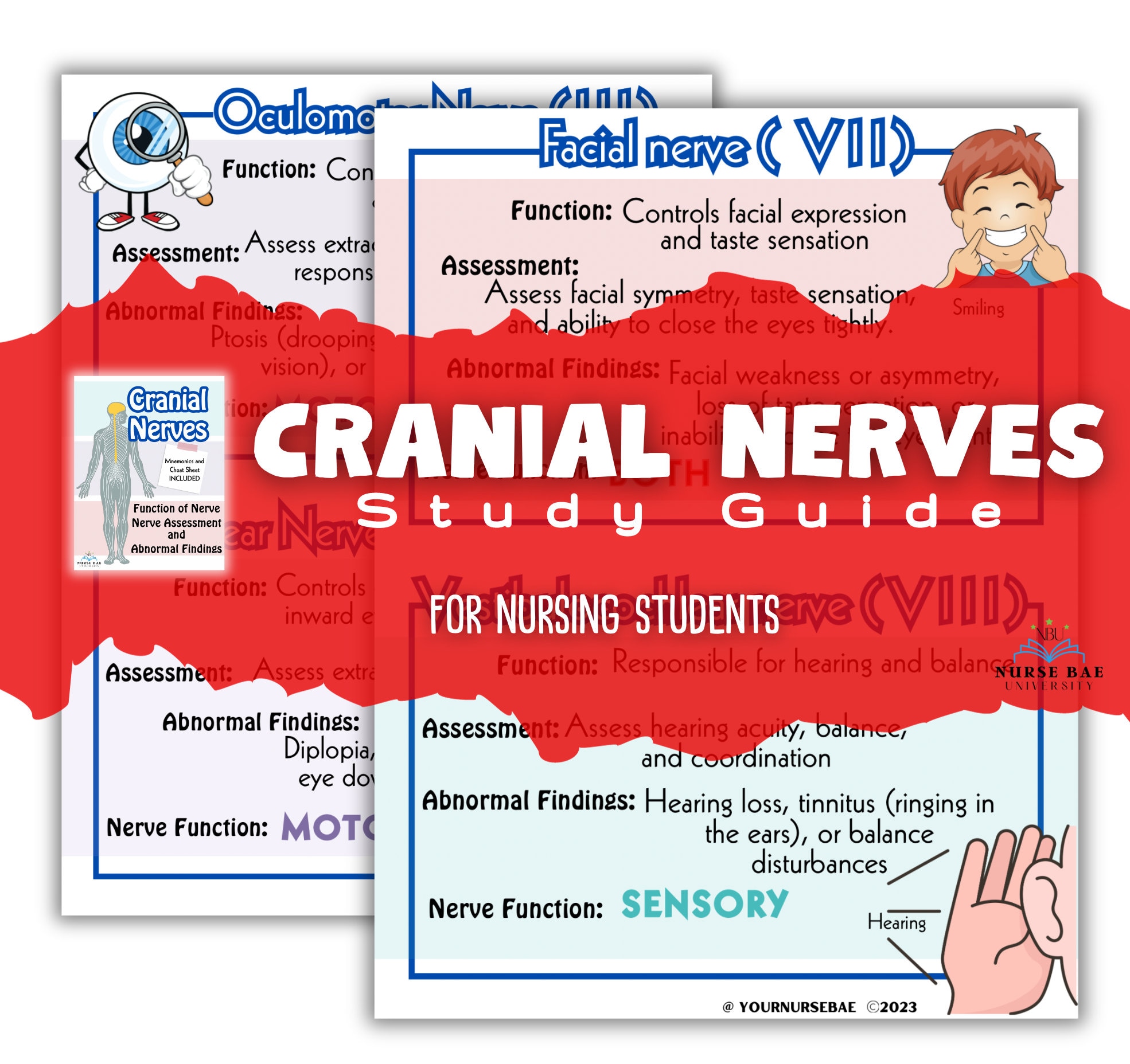 Cranial Nerves Study Guide for Nursing Students - Etsy