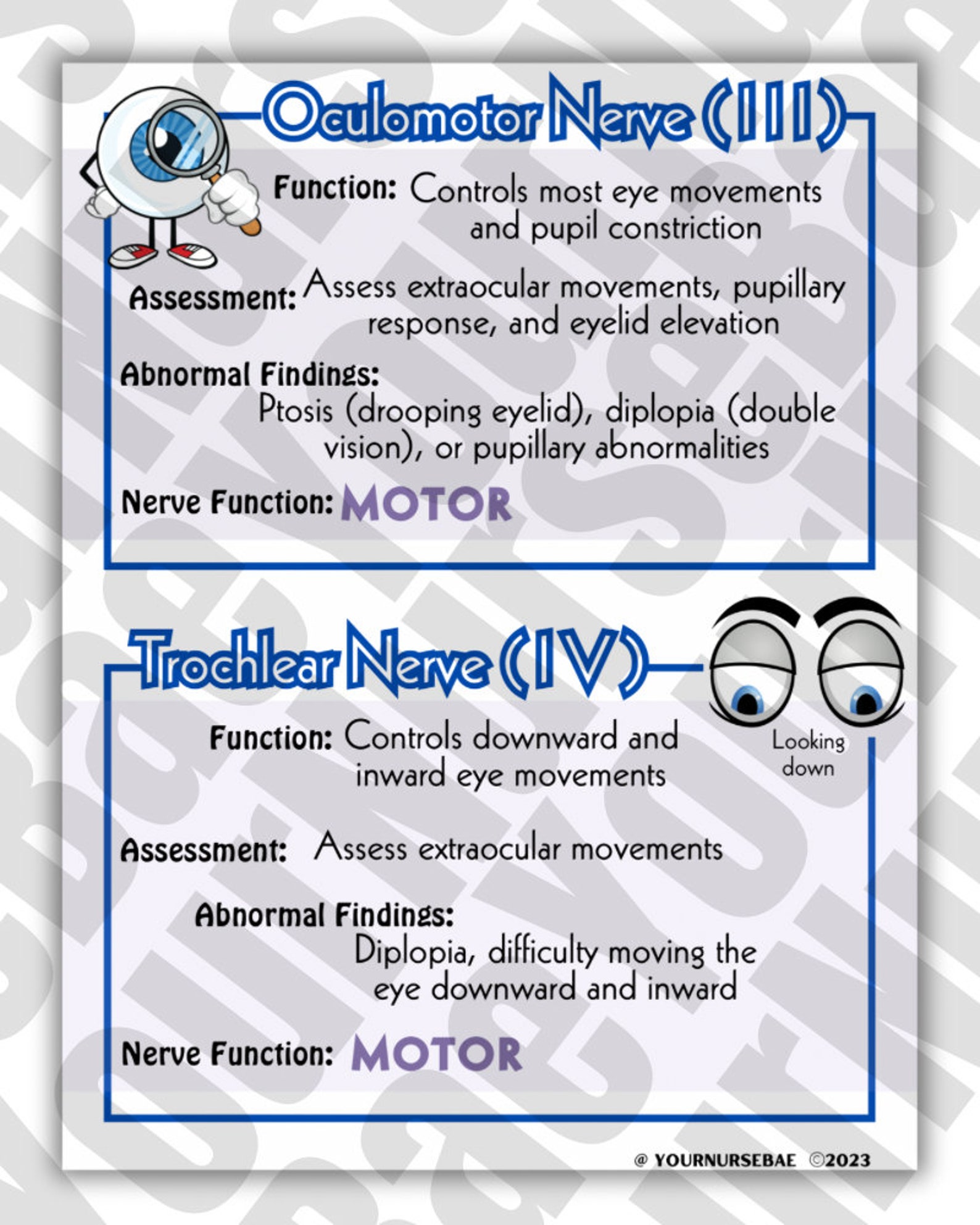 Cranial Nerves Study Guide for Nursing Students - Etsy