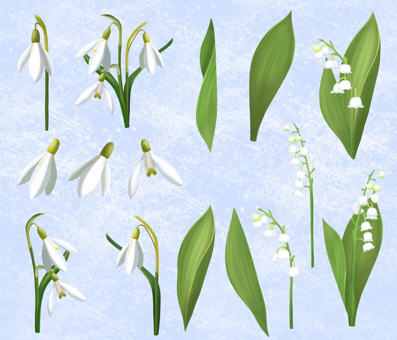 Digital Clipart of White Spring Flowers. Separate PNG Elements for ...