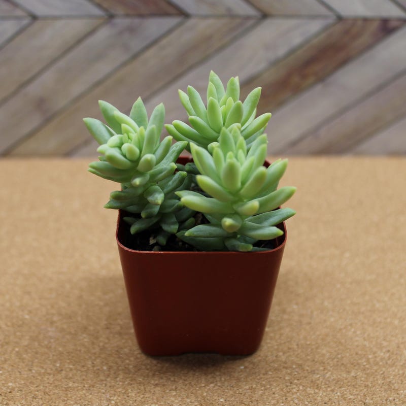 Trailing Succulents - Etsy