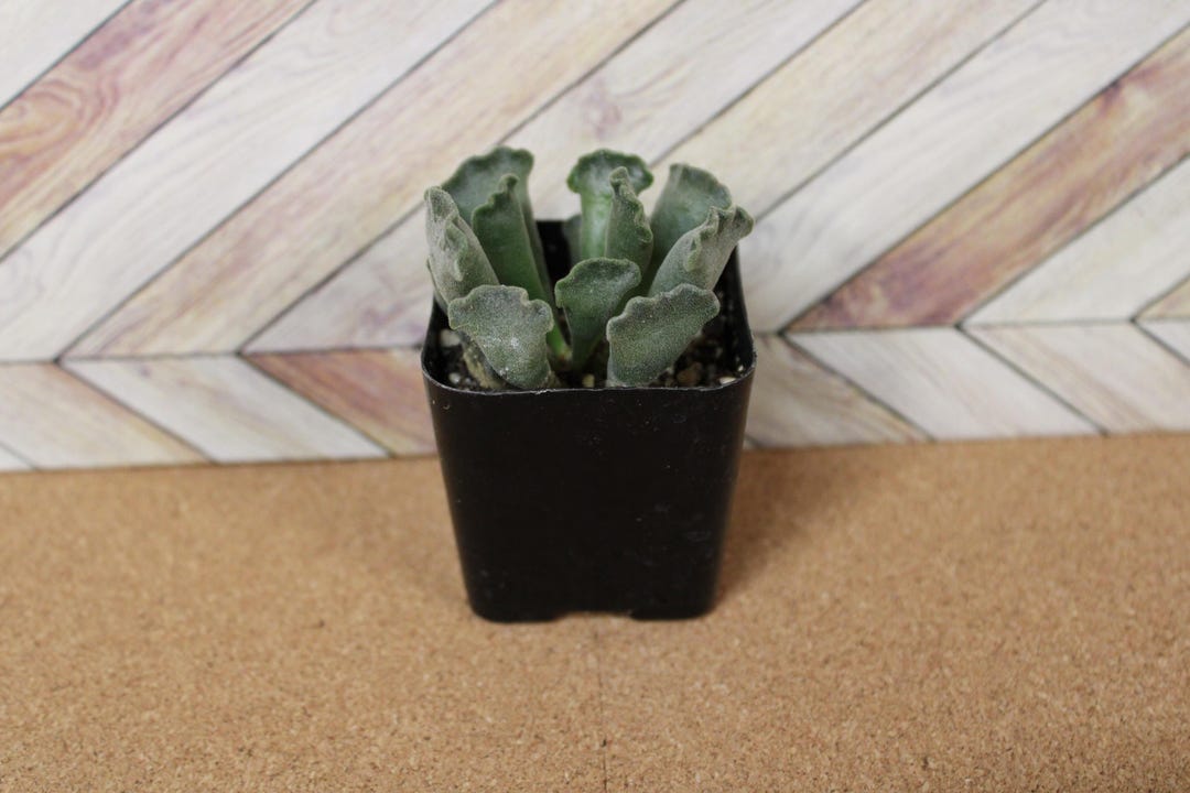 Crinkle Leaf Plant Aka Key Lime Pie Succulent- Drought Tolerant - Etsy