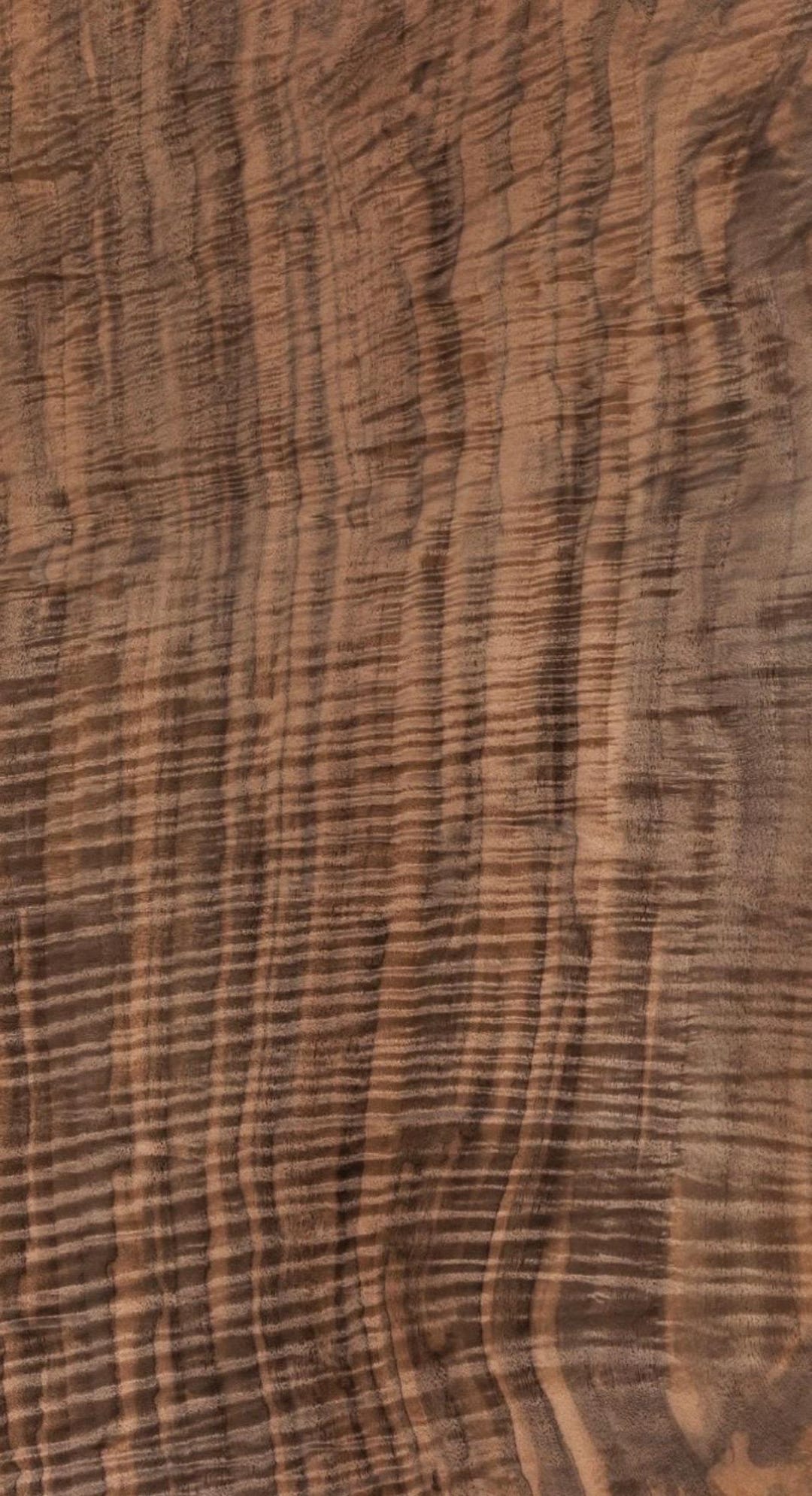 Fiddleback Walnut Raw All Wood Veneer 15.5”x30”x1/45” Premium Quality ...