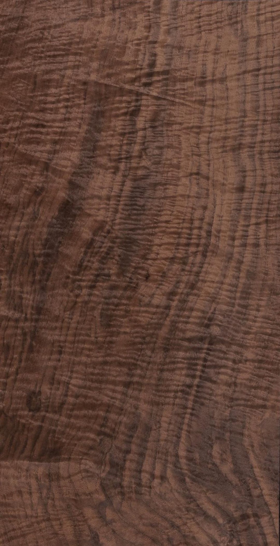 Walnut Fiddleback Claro Raw All Wood Veneer 15”x30.5”x1/45” Premium ...