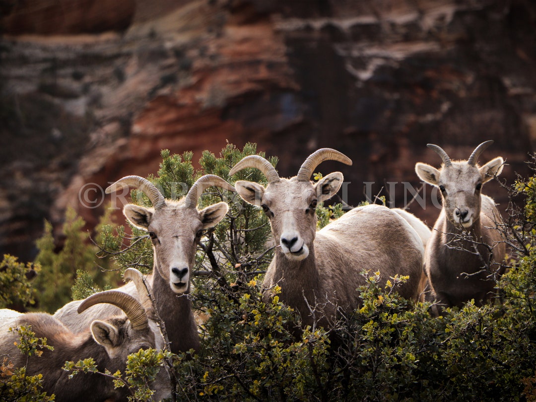 Digital Print - Desert Bighorn Sheep Zion National Park - Etsy
