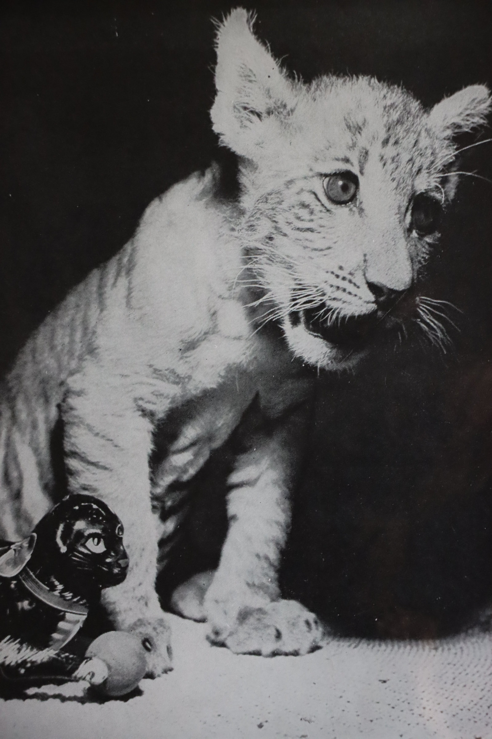 Lion Tiger Cat Big Cat Lover Art Home Decor Black and White - Etsy