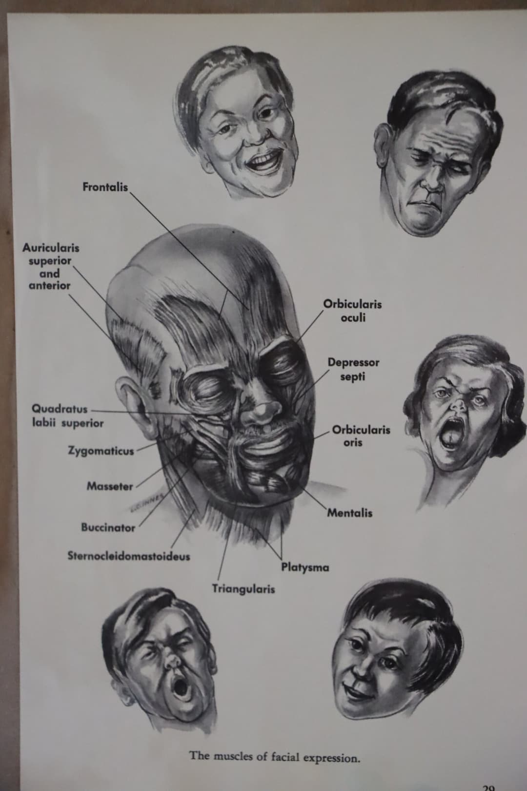 The Muscles of Facial Expression Anatomy Unit Study Homeschool - Etsy
