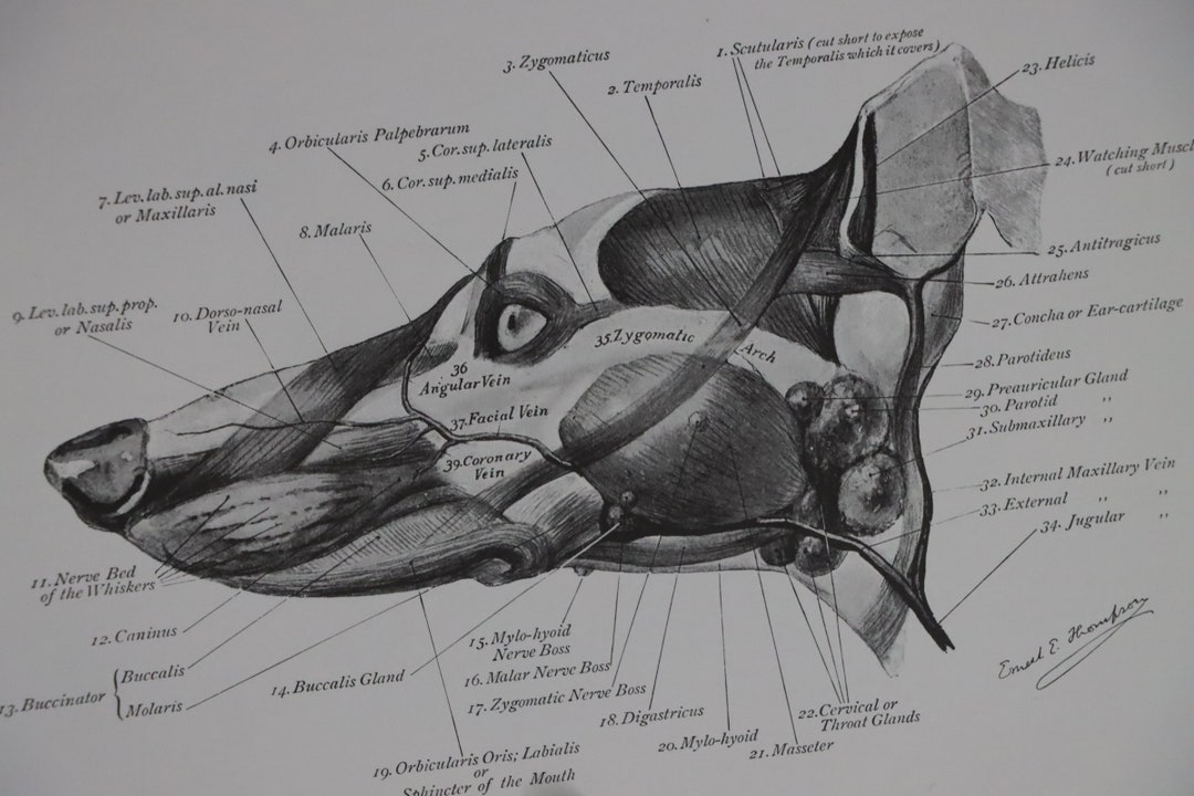 The Anatomy of the Greyhound. the Muscle and the Head Ernest E ...