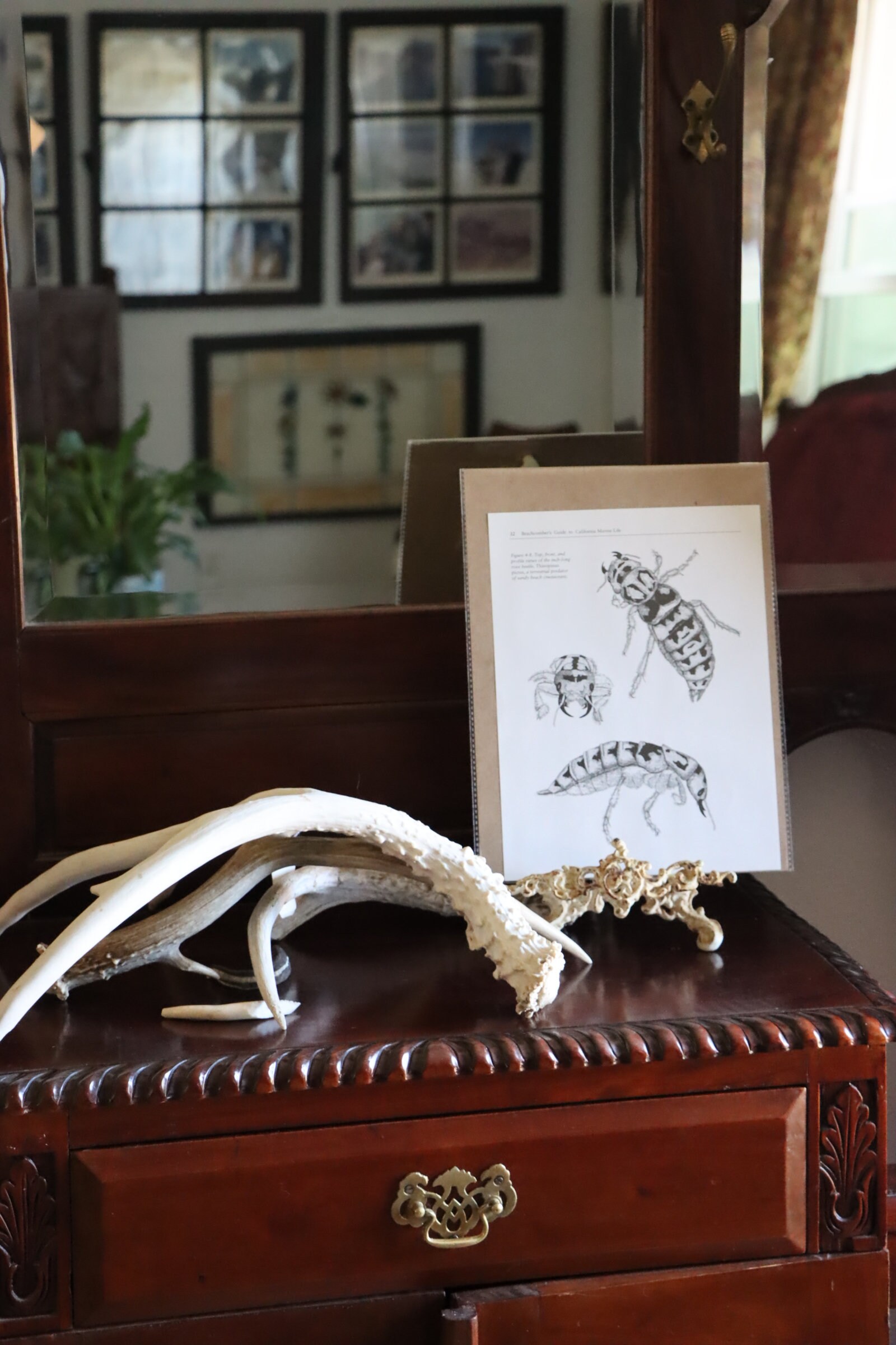 Beetle Thinopinus Pictus Sandy Beach Crustaceans California Marine Life ...