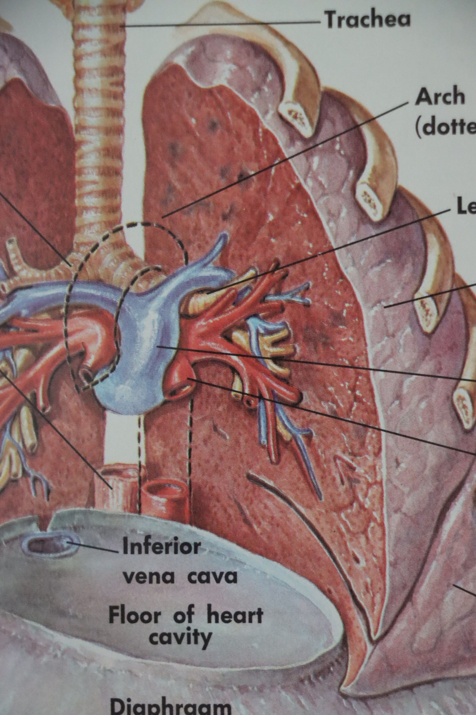 Lung Anatomy Doctors Office Decor Wall Art Print Homeschool - Etsy