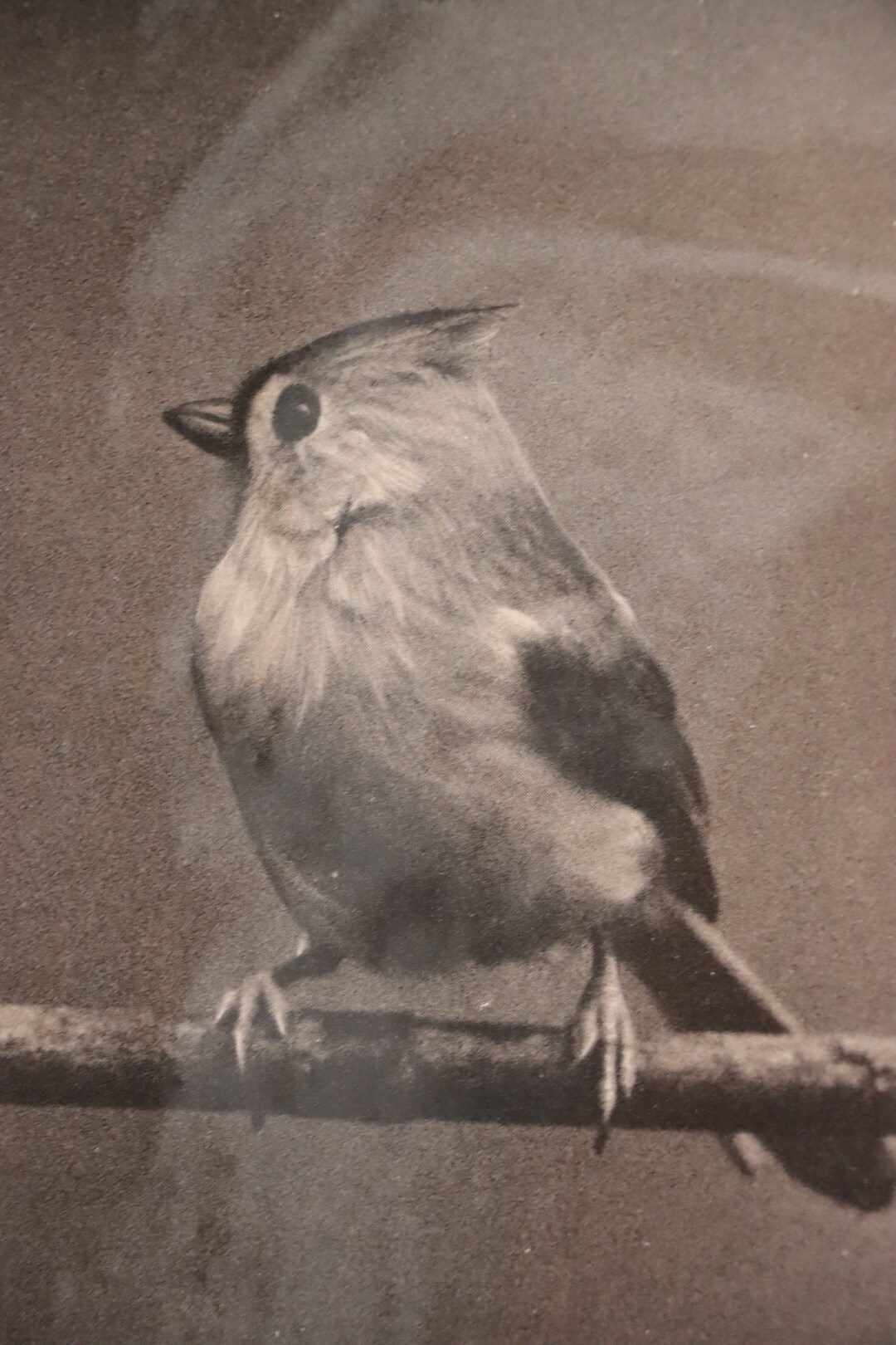 Beautiful Vintage Tufted Titmouse Print Paper Old Book Room Décor Book ...