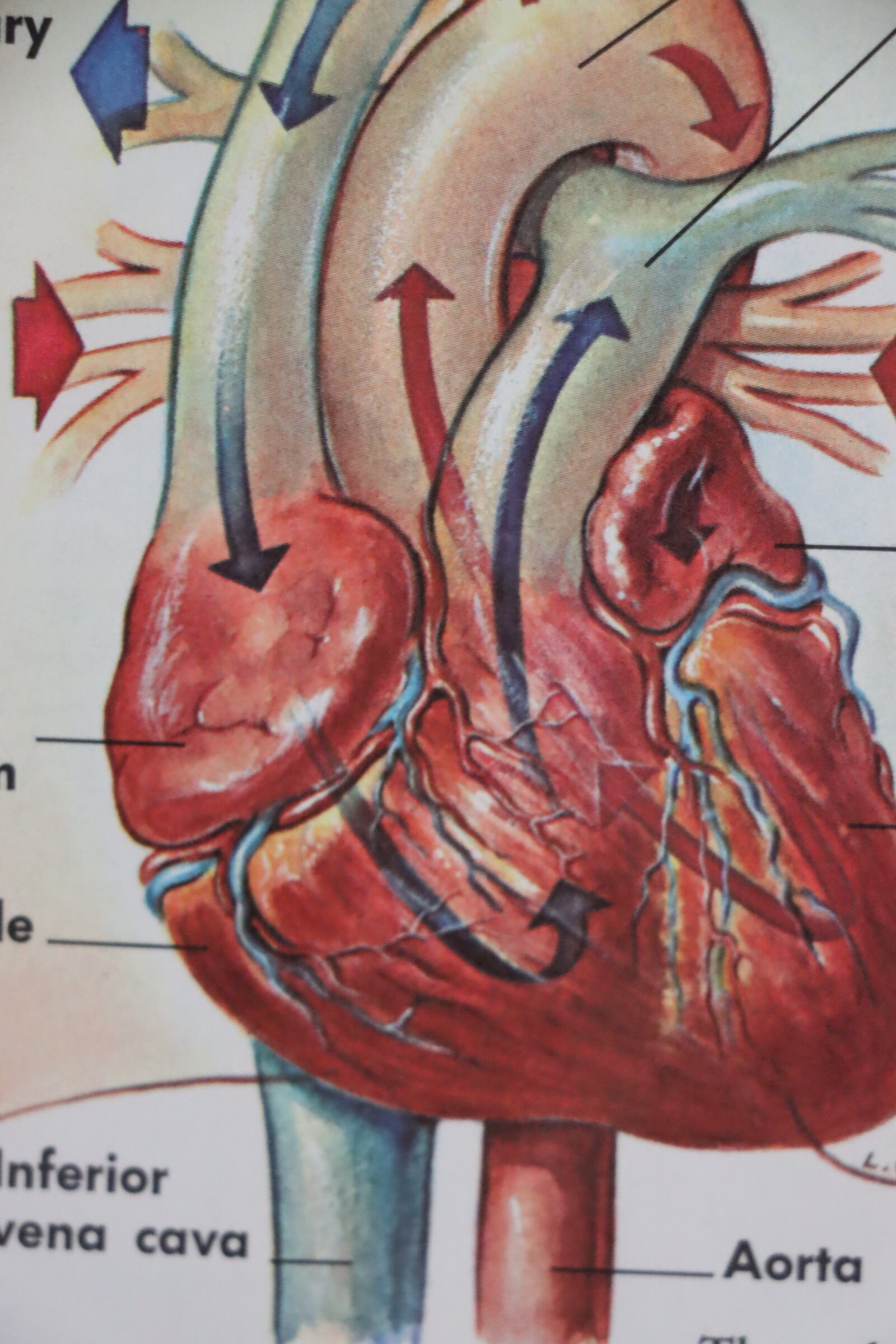 Heart Anatomy Heartbeat Circulation Unit Study Homeschool Print - Etsy