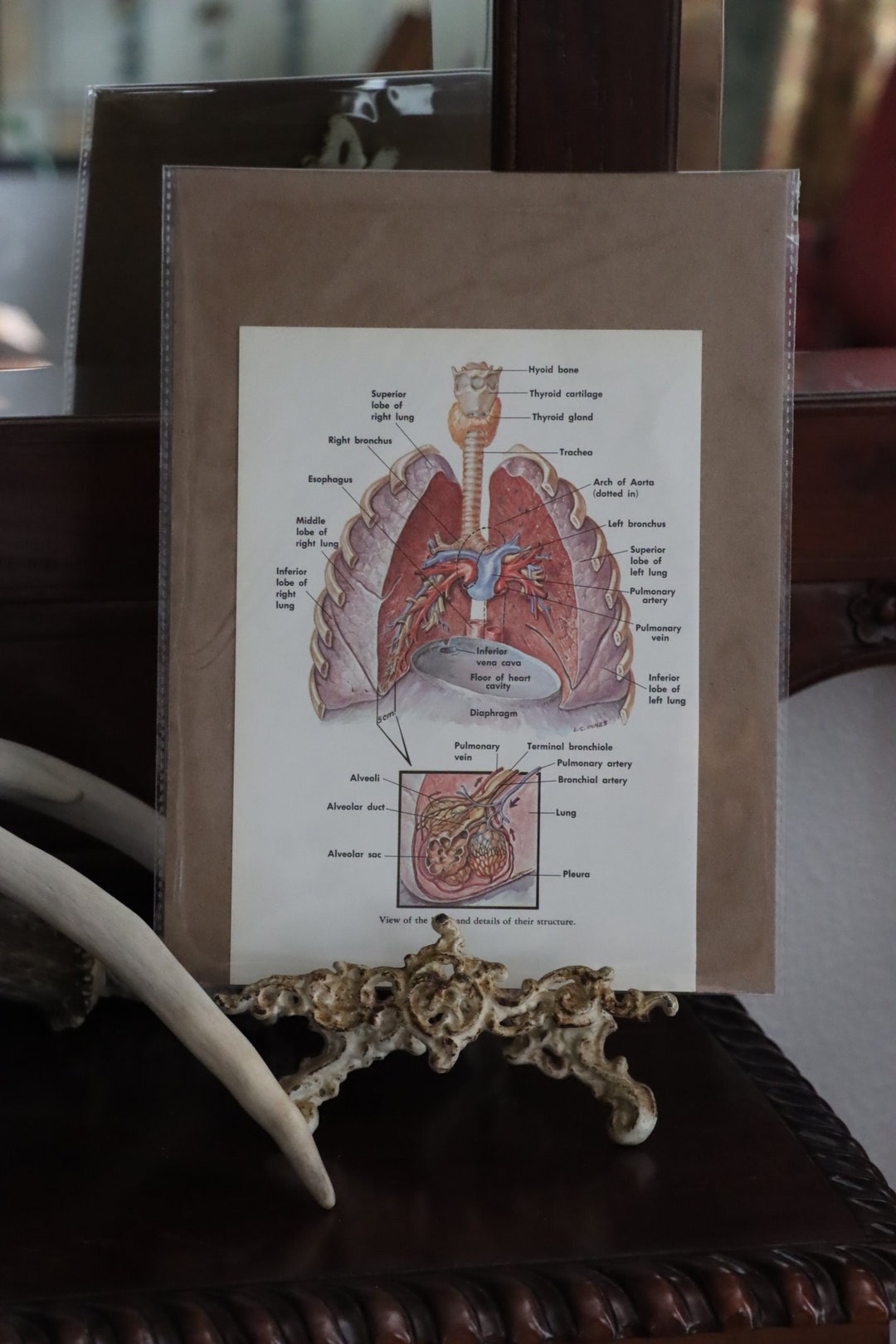 Lung Anatomy Doctors Office Decor Wall Art Print Homeschool Unit Study ...