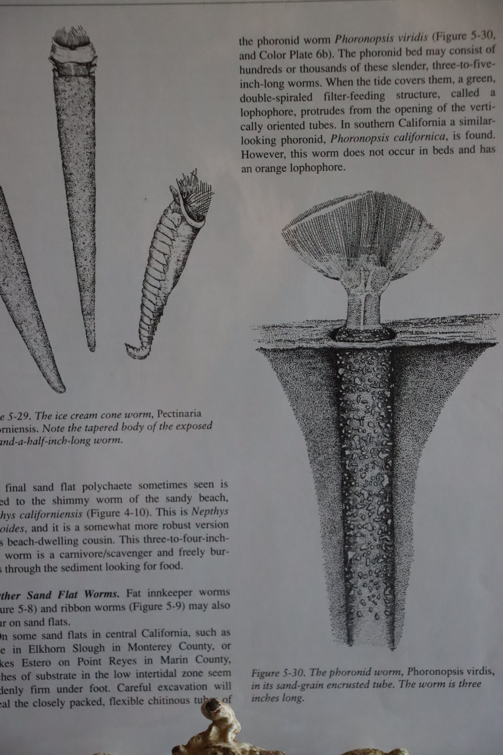 The Ice Cream Cone Worm Pectinaria Californiensis Phoronid - Etsy