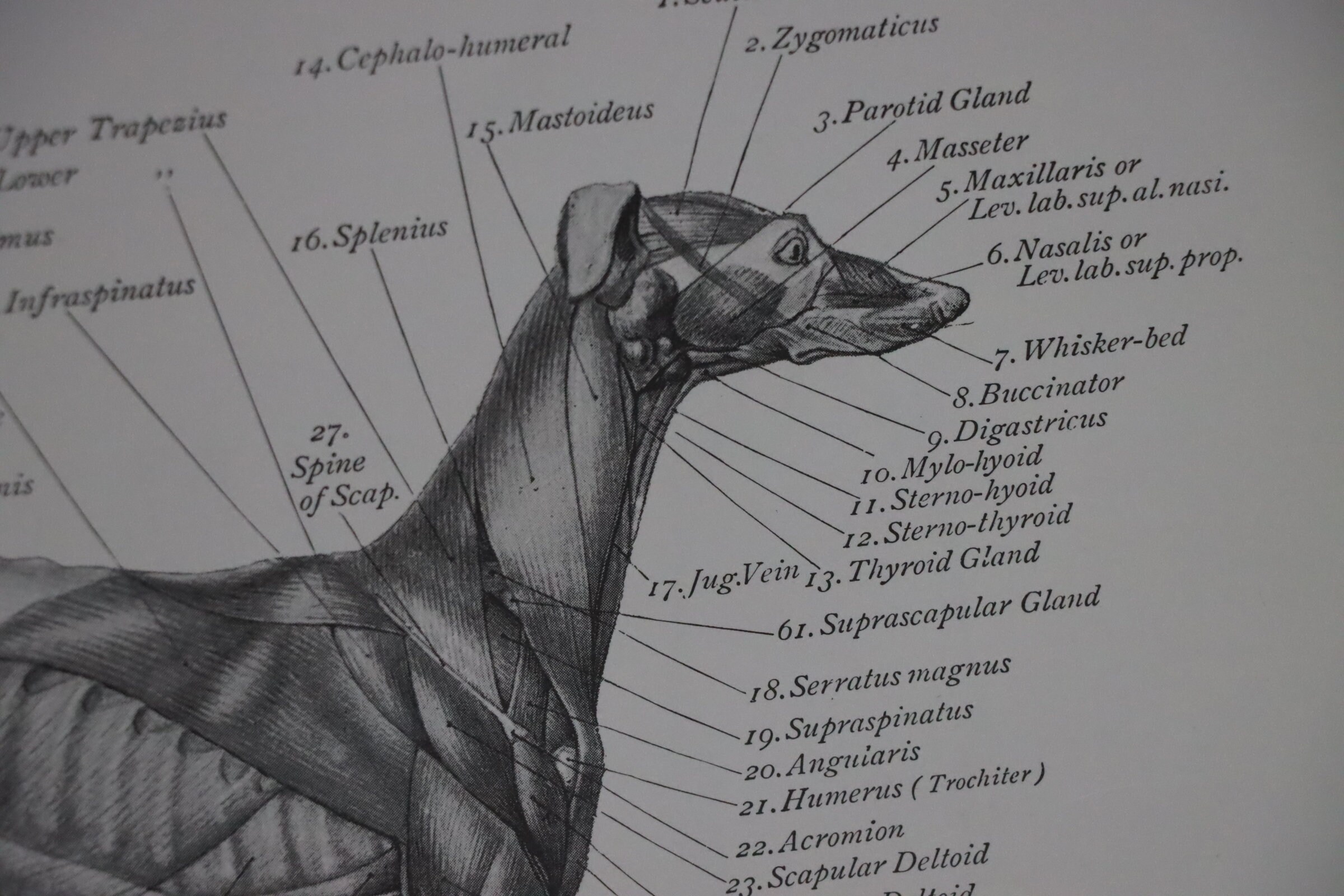 The Anatomy of the Greyhound the Important Muscles Ernest E. Thompson ...