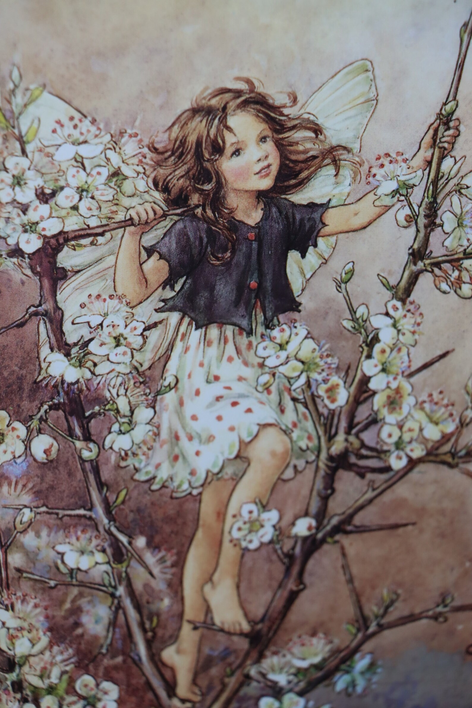 The Blackthorn Fairy Cicely Mary Barker Fairytale Original Vintage ...