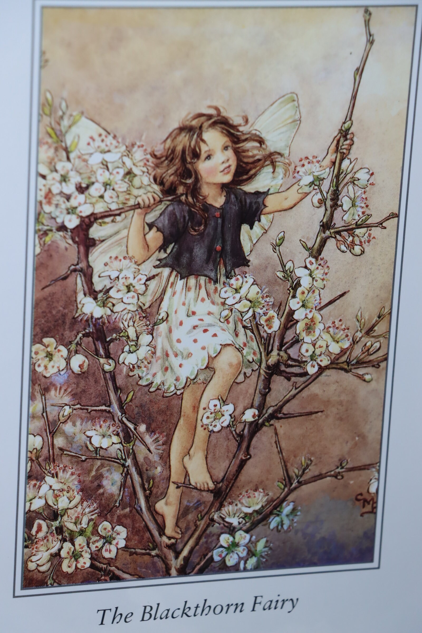 The Blackthorn Fairy Cicely Mary Barker Fairytale Original Vintage ...