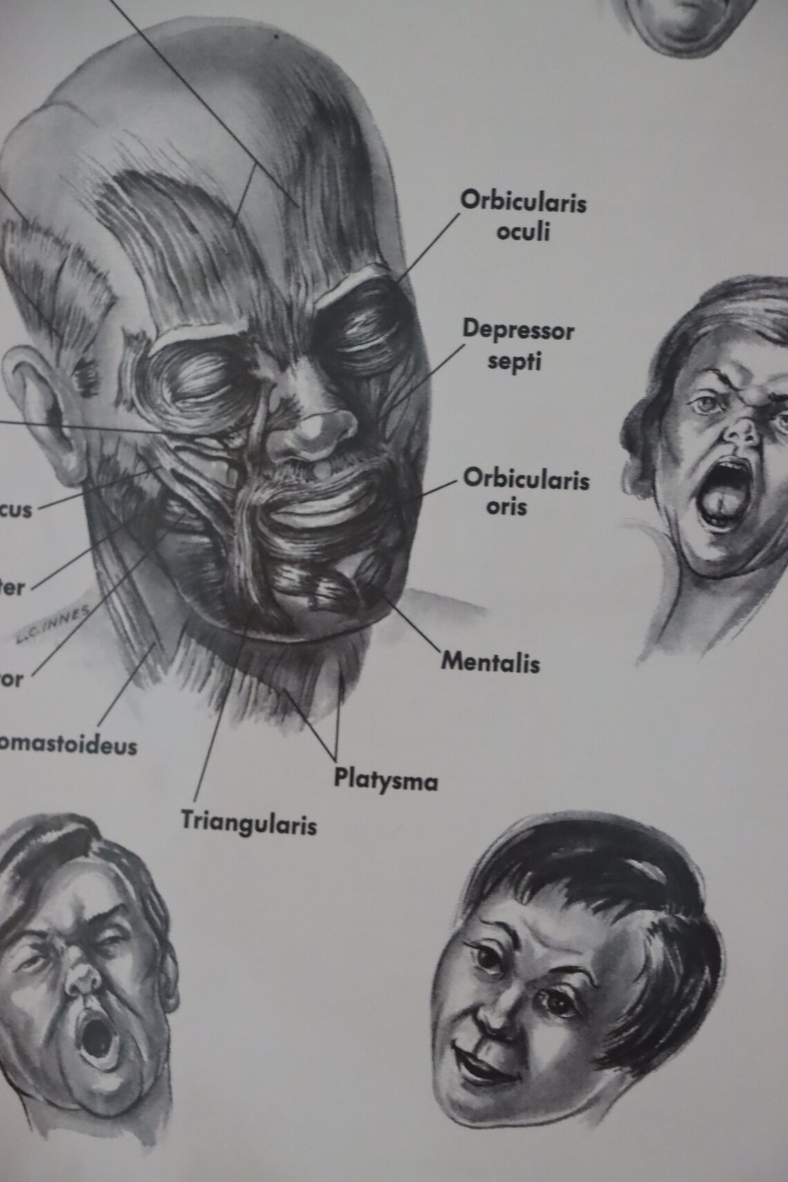The Muscles of Facial Expression Anatomy Unit Study Homeschool - Etsy