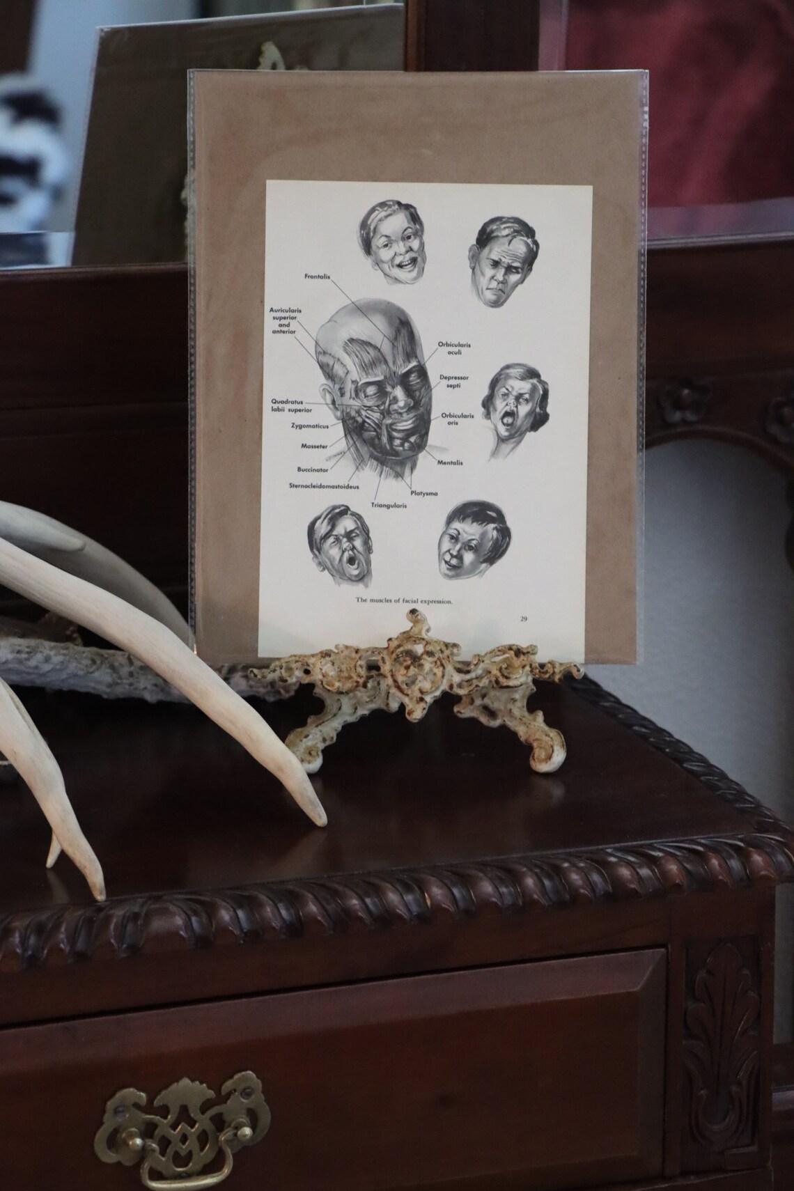 The Muscles of Facial Expression Anatomy Unit Study Homeschool - Etsy