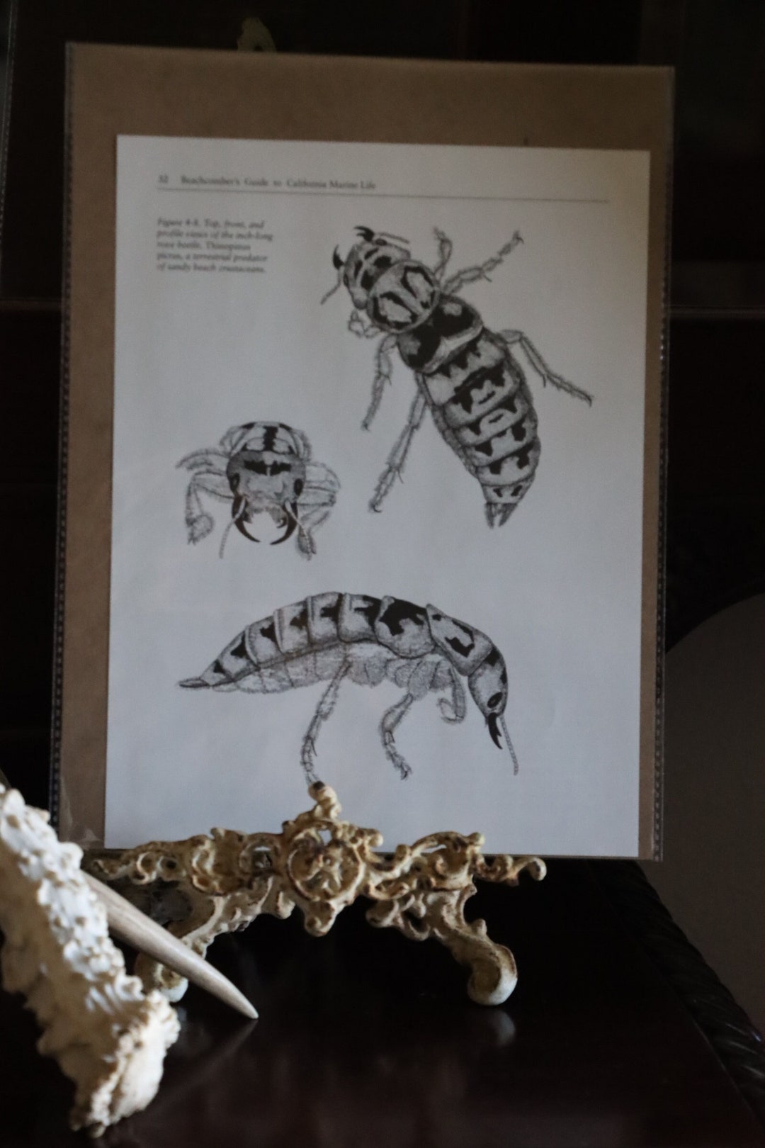 Beetle Thinopinus Pictus Sandy Beach Crustaceans California Marine Life ...