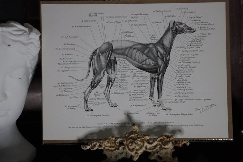 The Anatomy of the Greyhound the Important Muscles Ernest E. Thompson ...