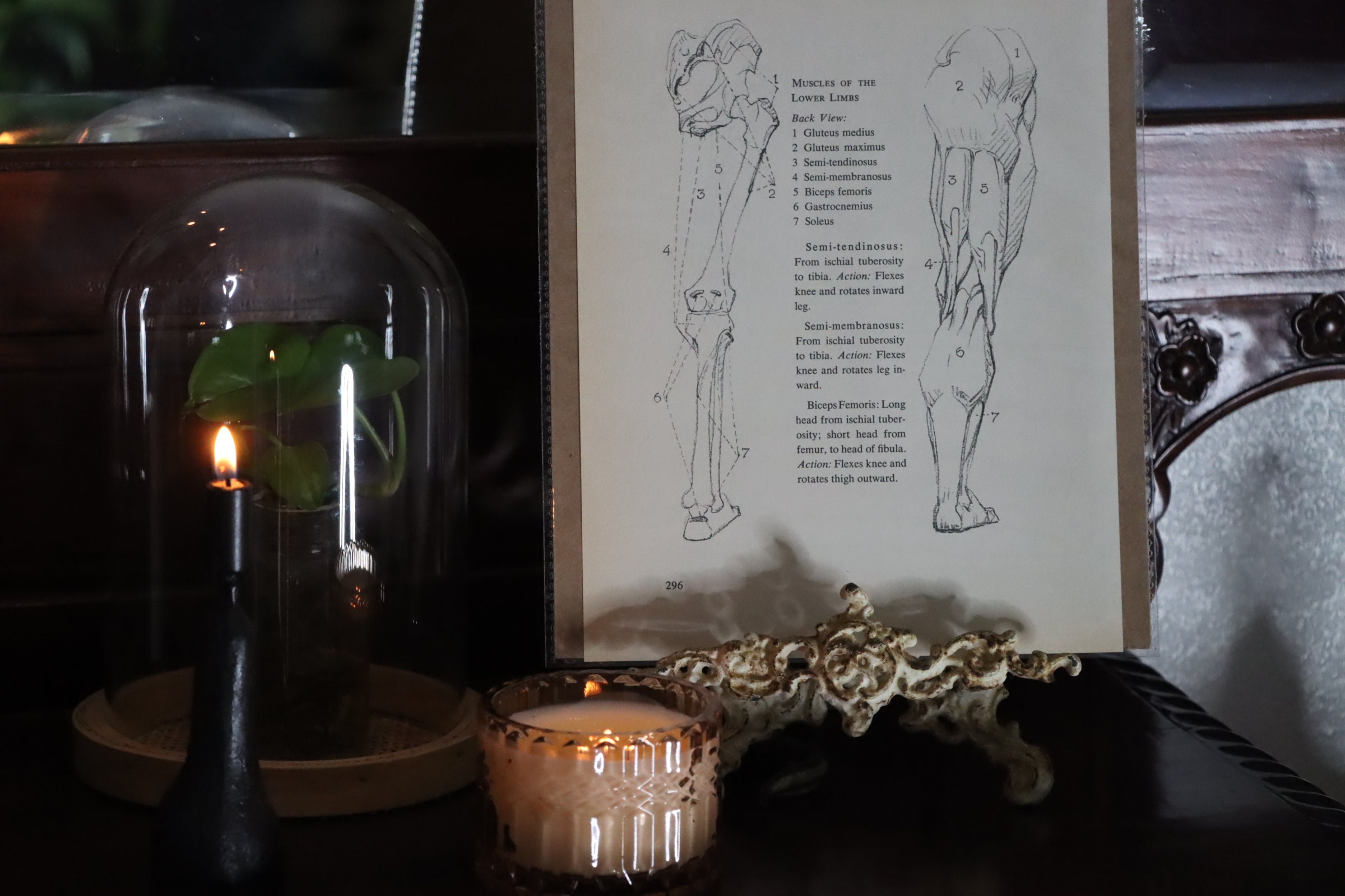 Muscles of the Lower Limbs Drawing From Life Artists Illustrations 1952 ...