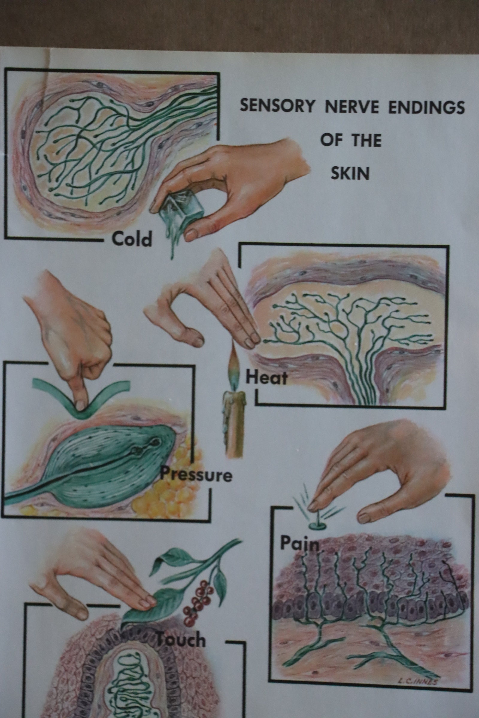 Sensory Nerve Endings of the Skin Anatomy Homeschool Unit - Etsy