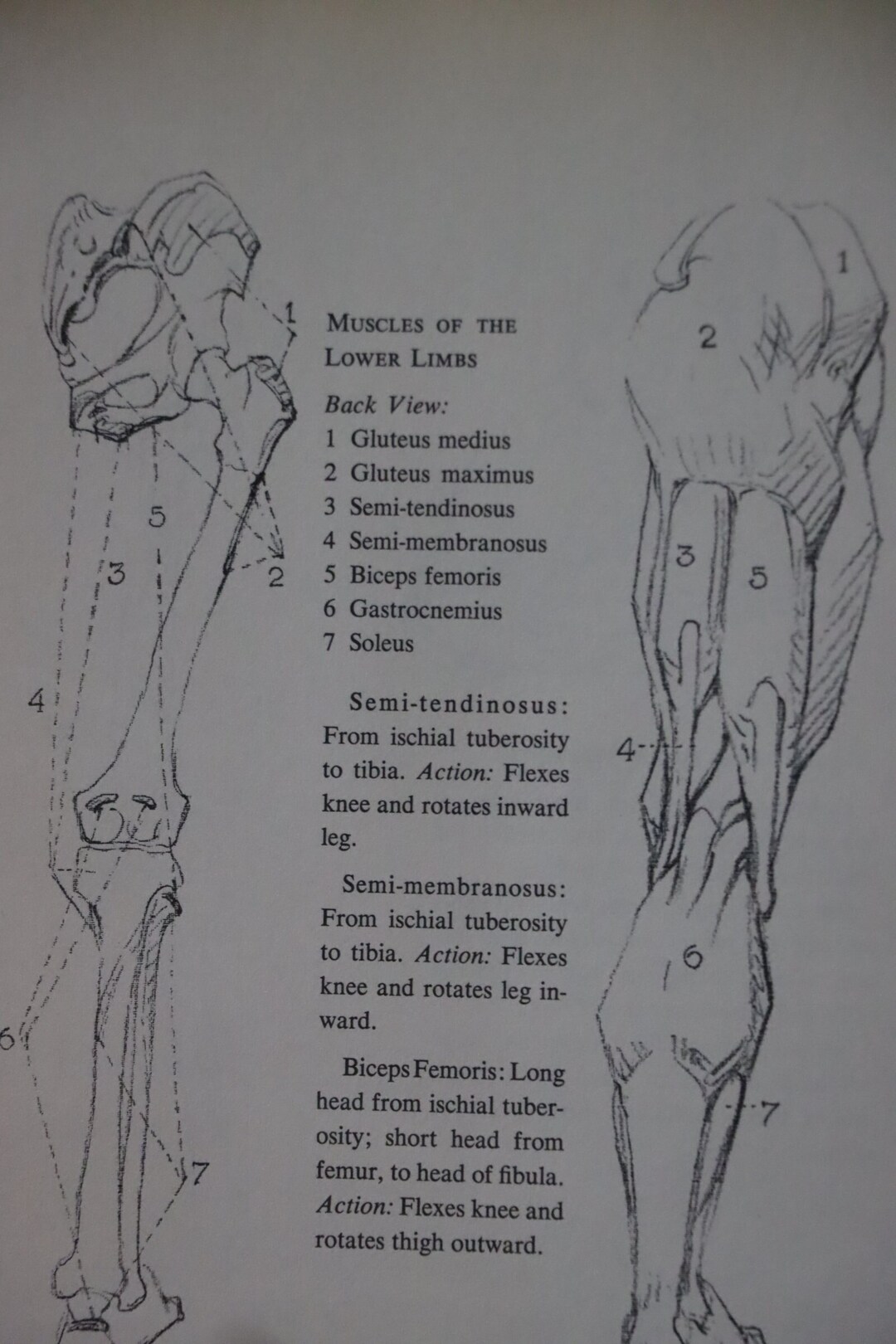 Muscles of the Lower Limbs Drawing From Life Artists Illustrations 1952 ...