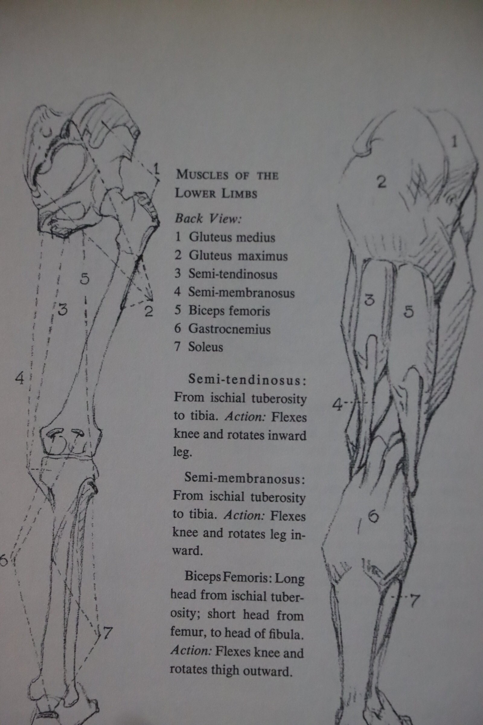 Muscles of the Lower Limbs Drawing From Life Artists Illustrations 1952 ...