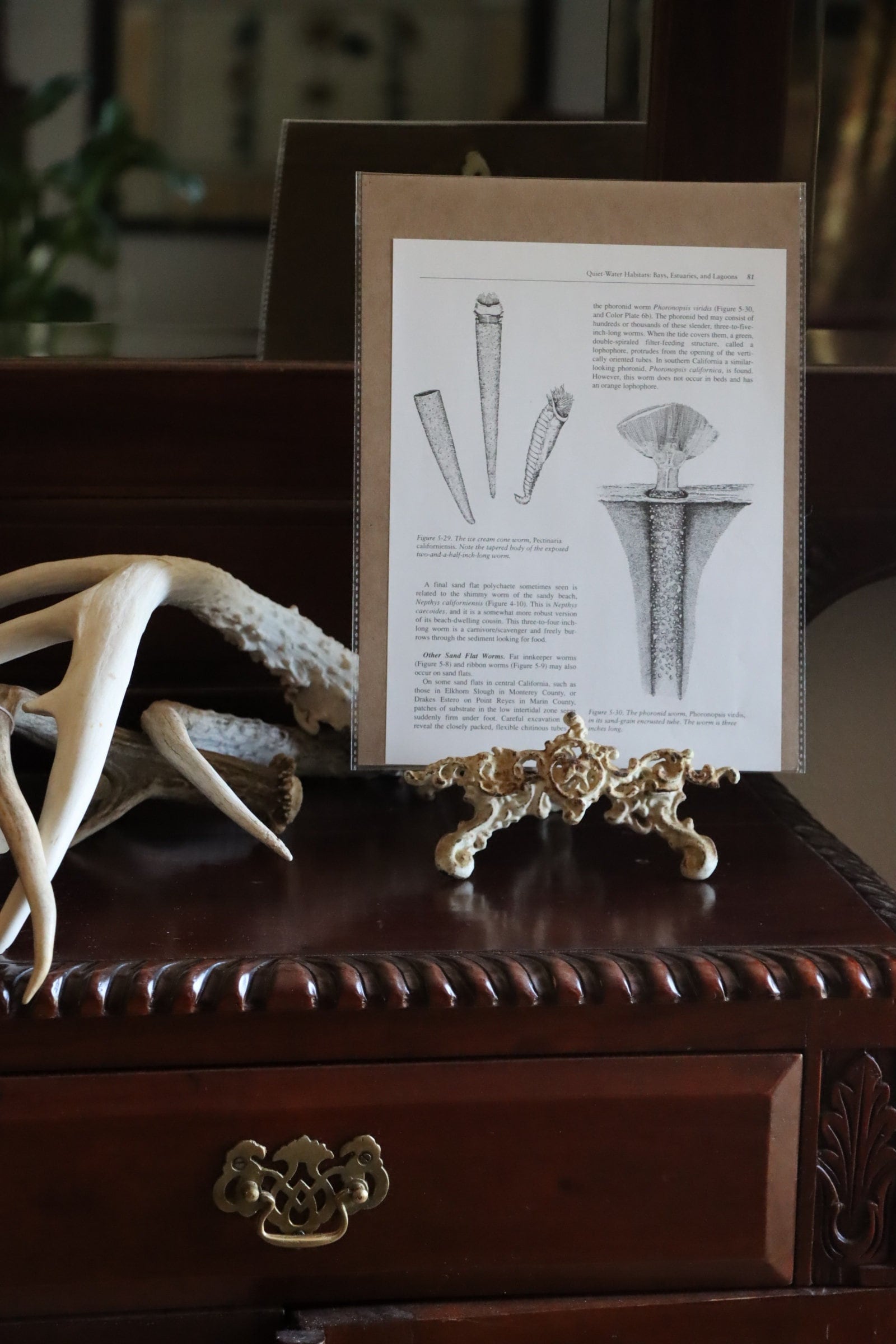 The Ice Cream Cone Worm Pectinaria Californiensis Phoronid - Etsy