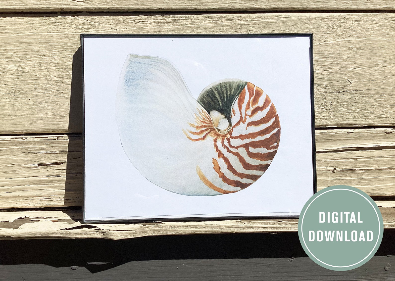 Watercolor Nautilus Shell, Instant Download Print, Realistic Nautilus ...