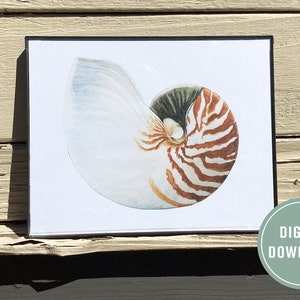 Watercolor Nautilus Shell, Instant Download Print, Realistic Nautilus ...