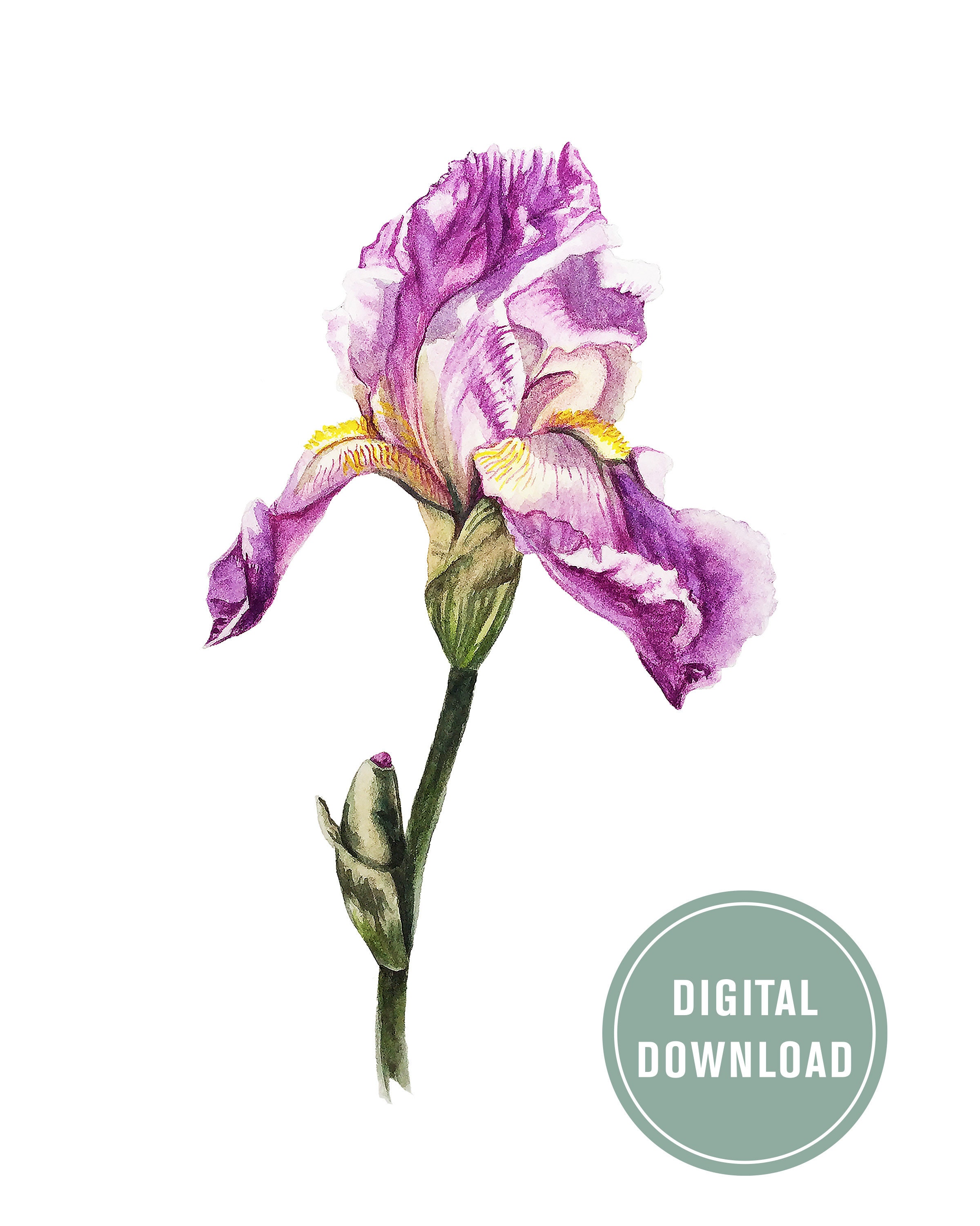 Watercolor Iris Print / Digital Download / Purple Iris / Flower Print ...