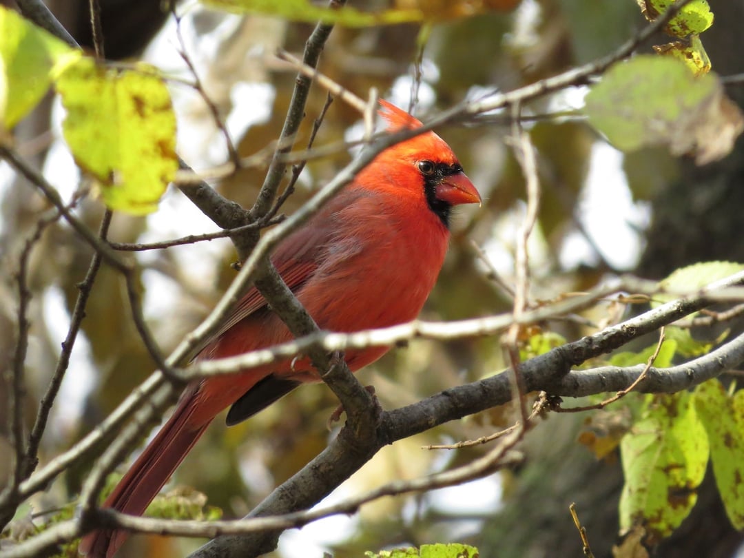 Northern Cardinal | Robin Fledgling | Purple Martin Feeding | Photo ...