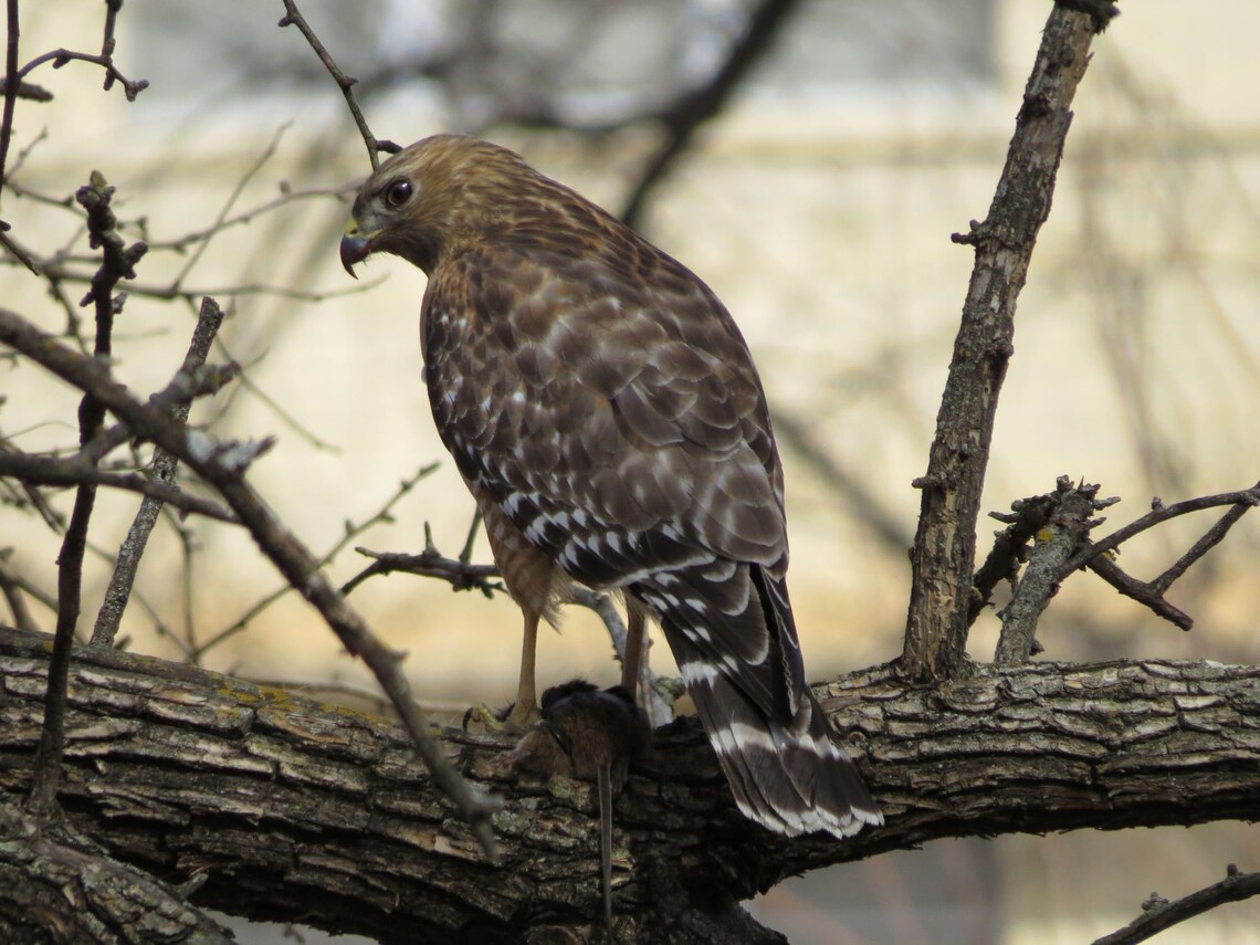 Red-tailed Hawk Mississippi Kite Red-shouldered Hawk - Etsy