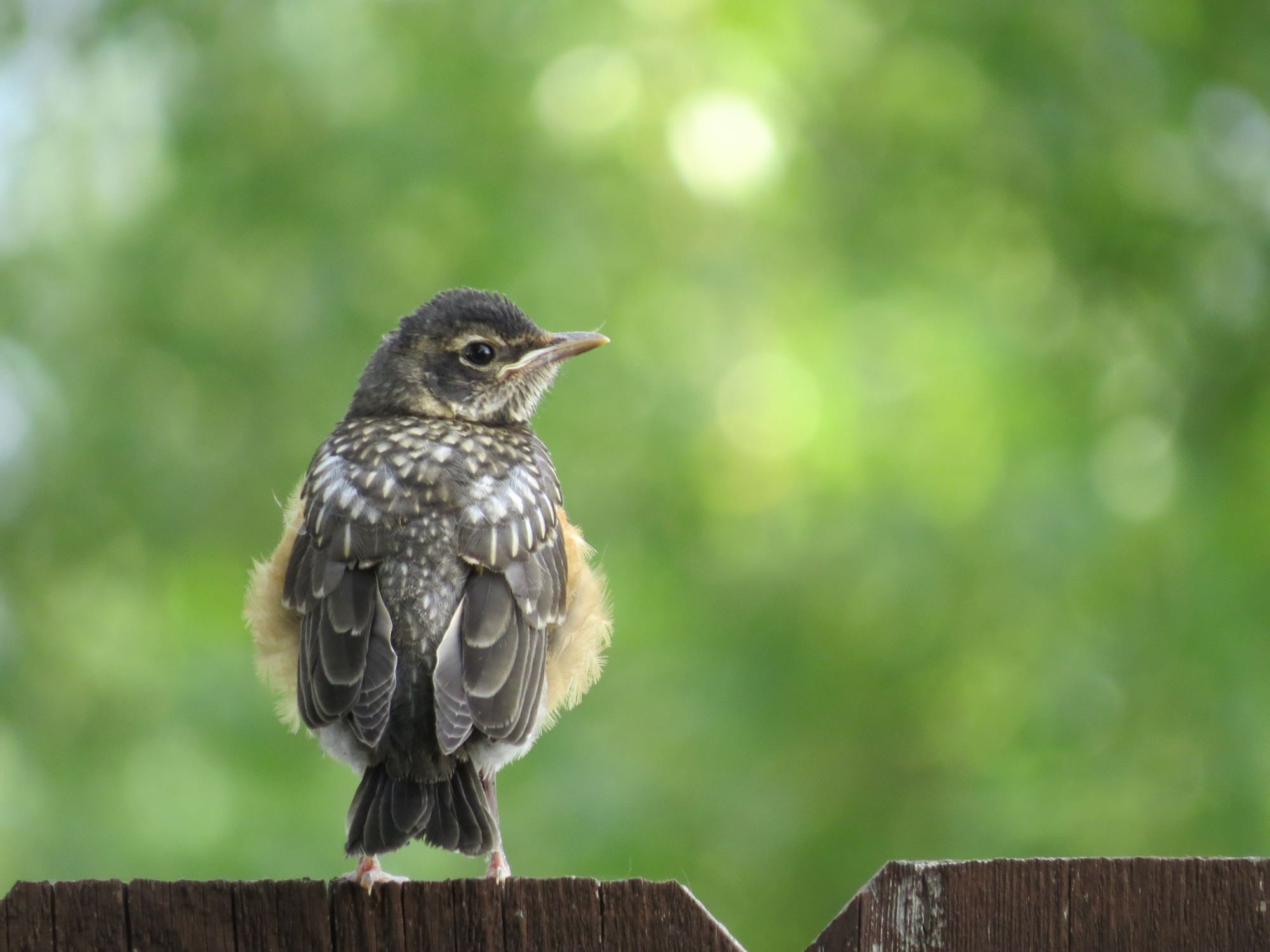 Northern Cardinal Robin Fledgling Purple Martin Feeding Photo Matte ...