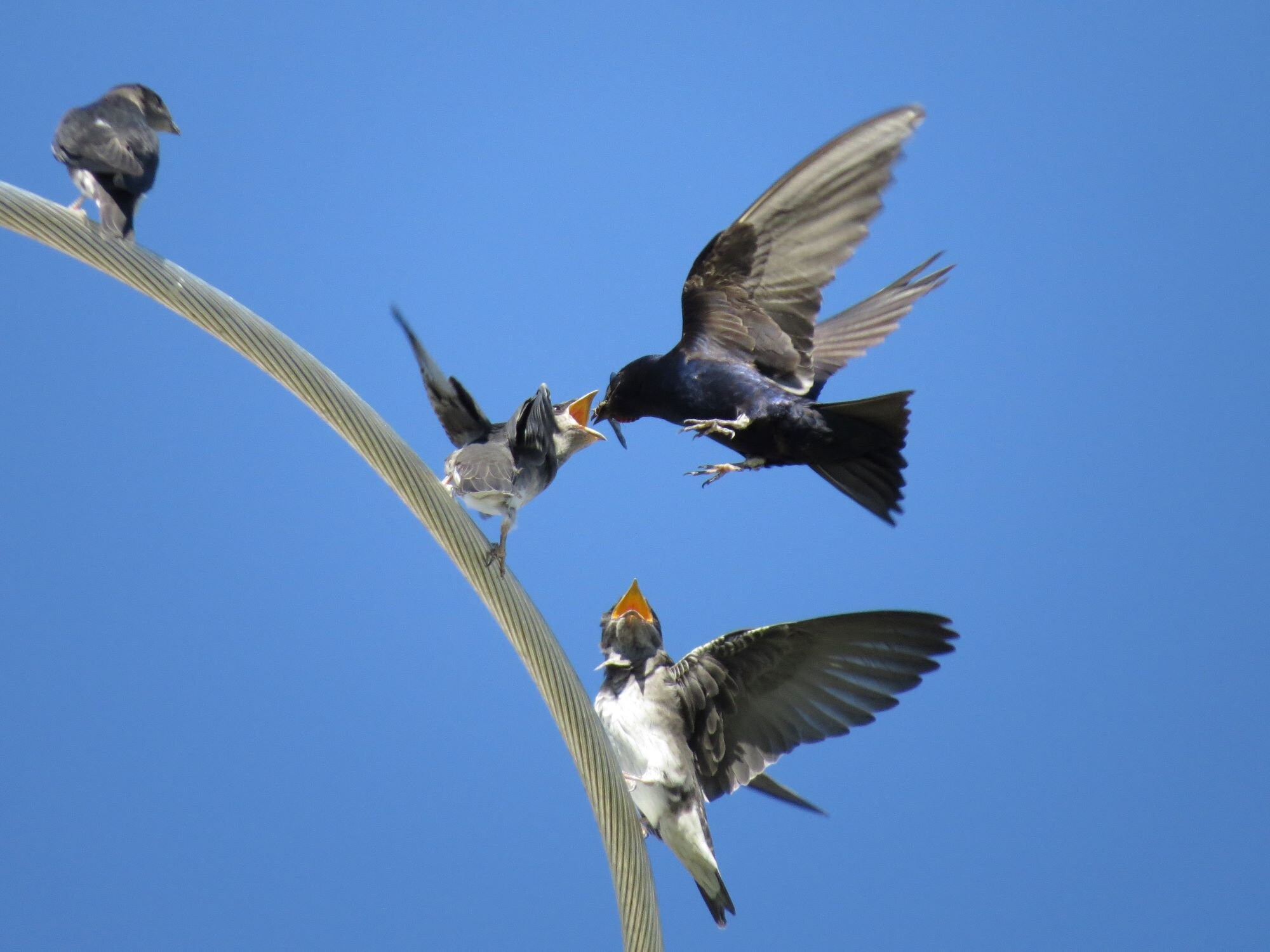 Northern Cardinal Robin Fledgling Purple Martin Feeding Photo Matte ...