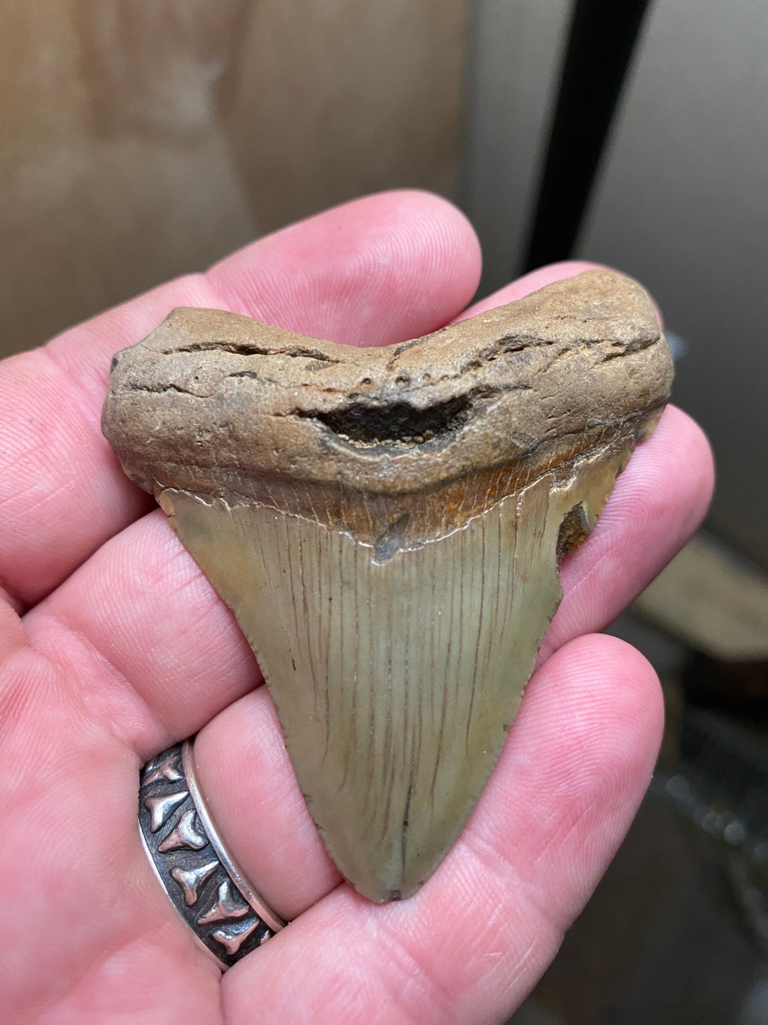 Megalodon Tooth 2.5 Authentic Fossil Shark Teeth - Etsy