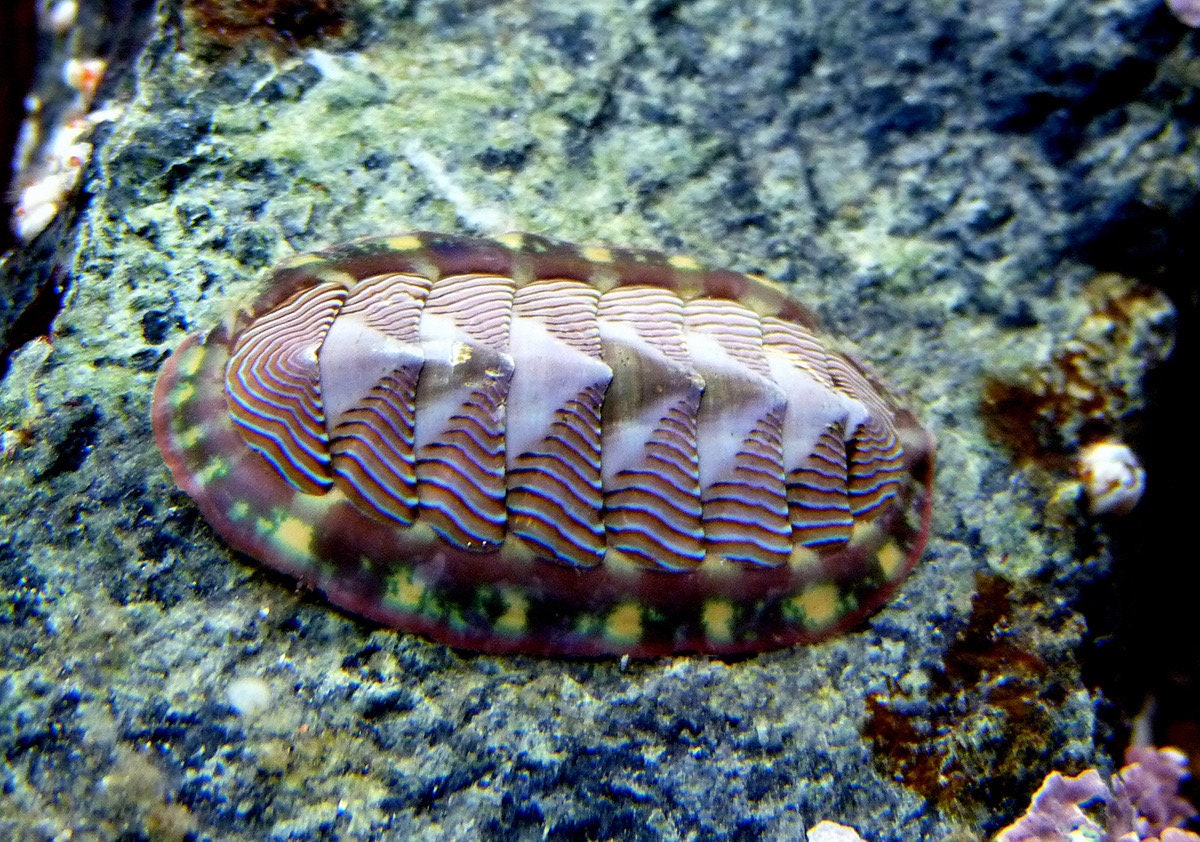 Chiton Mollusca Shell - Etsy