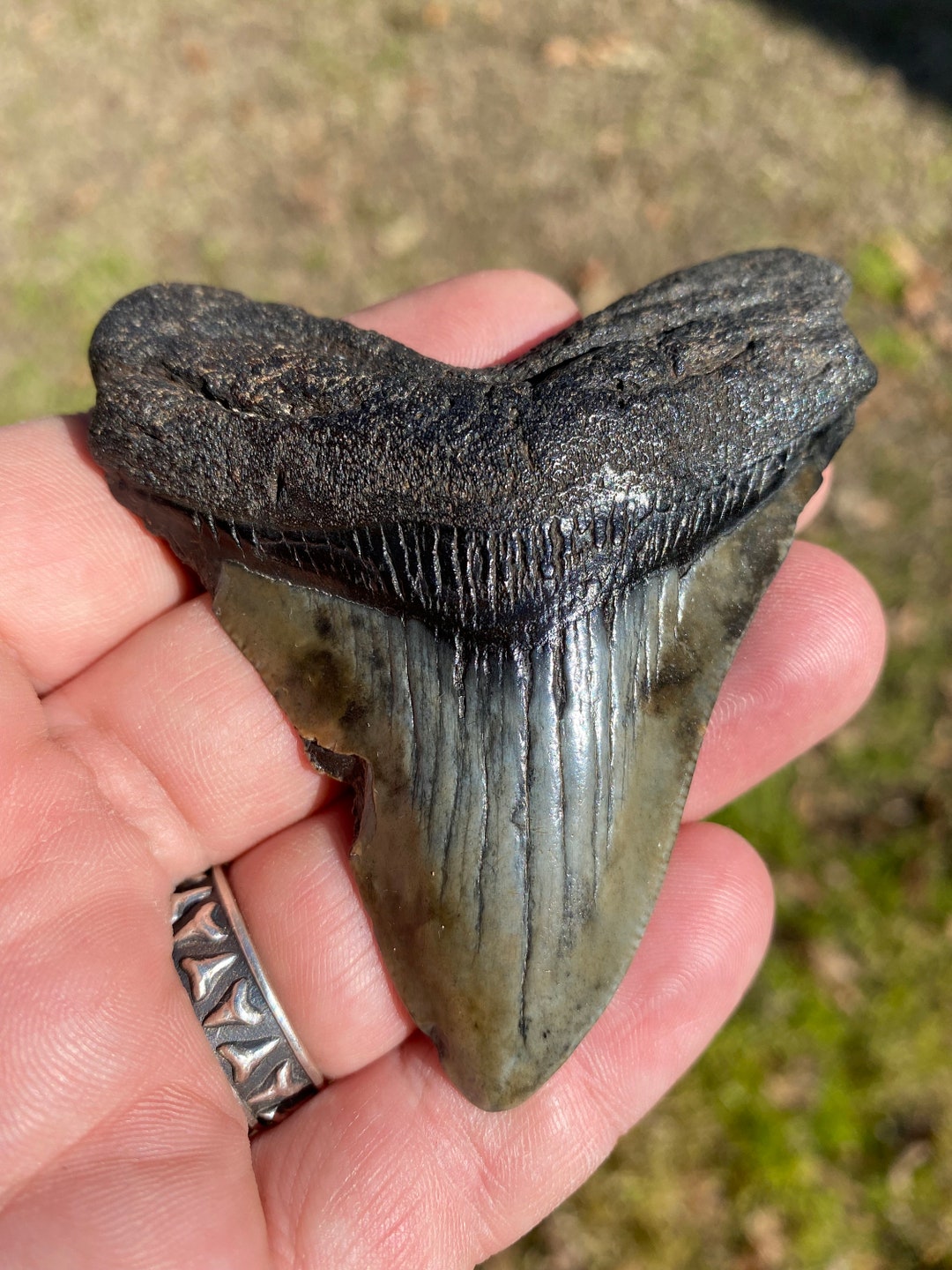 Megalodon Tooth 3.2 Authentic Fossil Shark Teeth - Etsy
