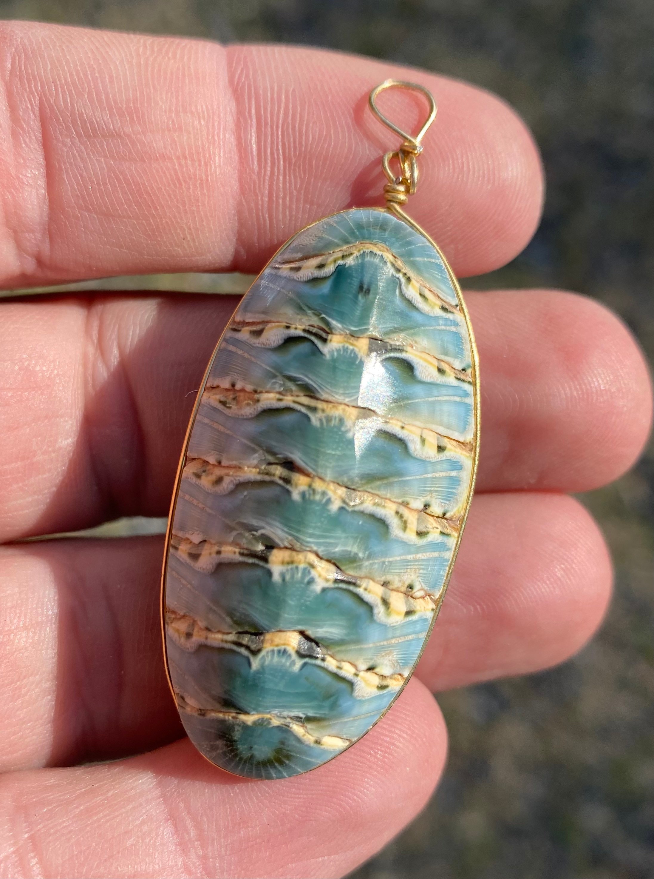 Chiton Shell