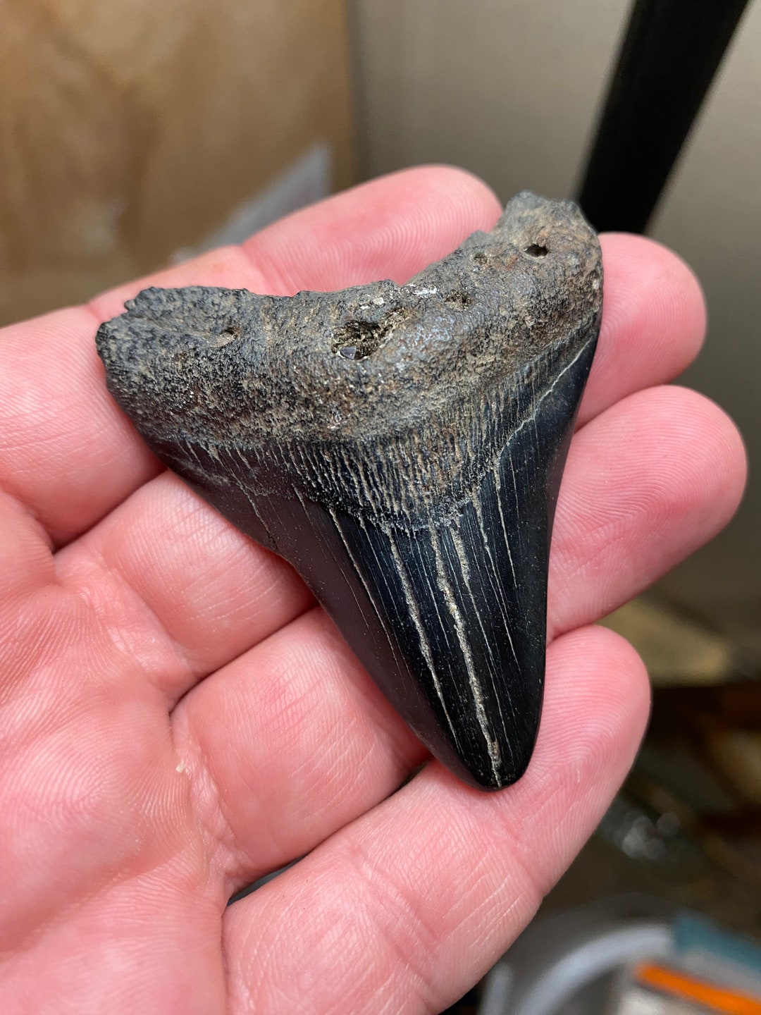Megalodon Tooth 2.4 Authentic Fossil Shark Teeth - Etsy