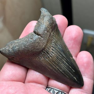Megalodon Tooth 3.2” Authentic Fossil Shark Teeth - Etsy
